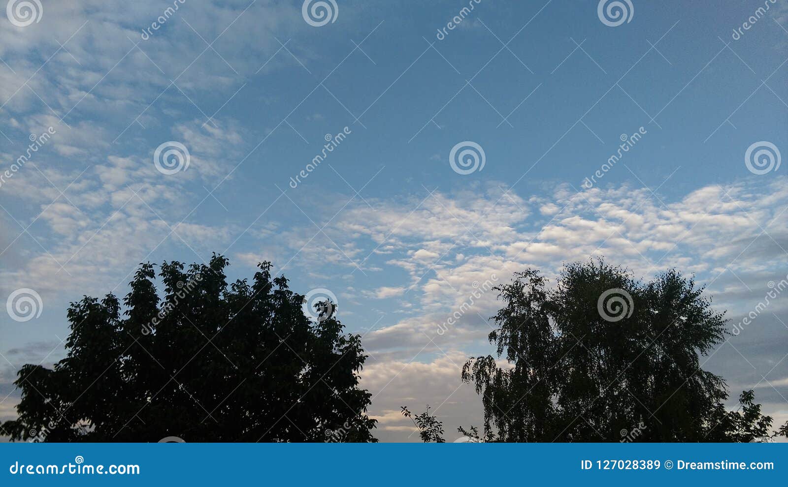 Top of the trees and sky stock image. Image of clouds - 127028389