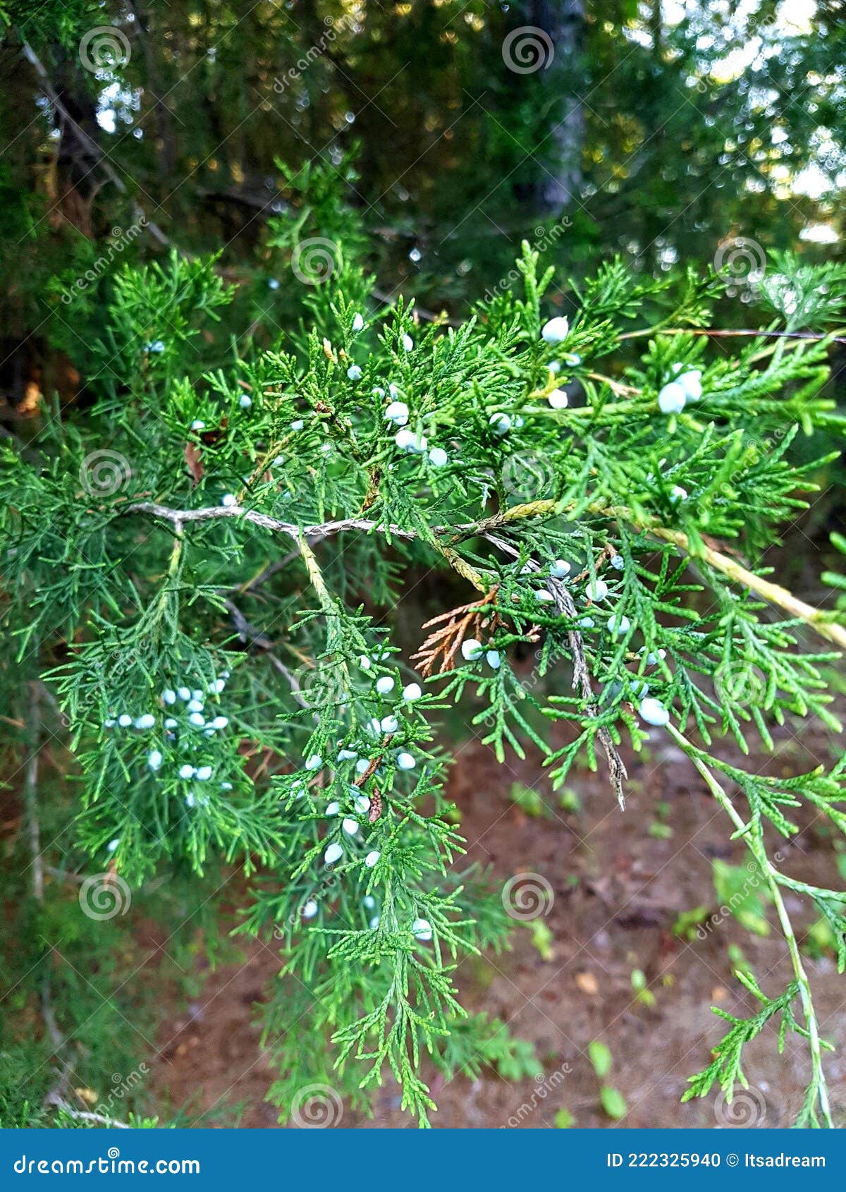 Small juniper berries stock photo. Image of conifer - 222325940