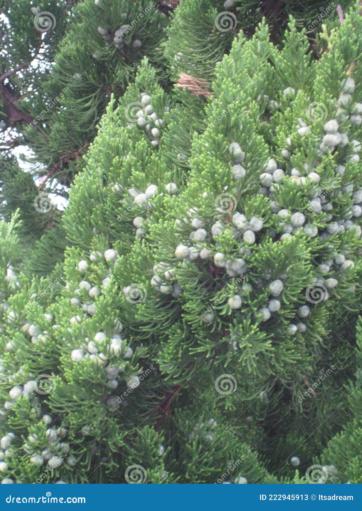 Small juniper berries stock image. Image of green, coniferous - 222945913