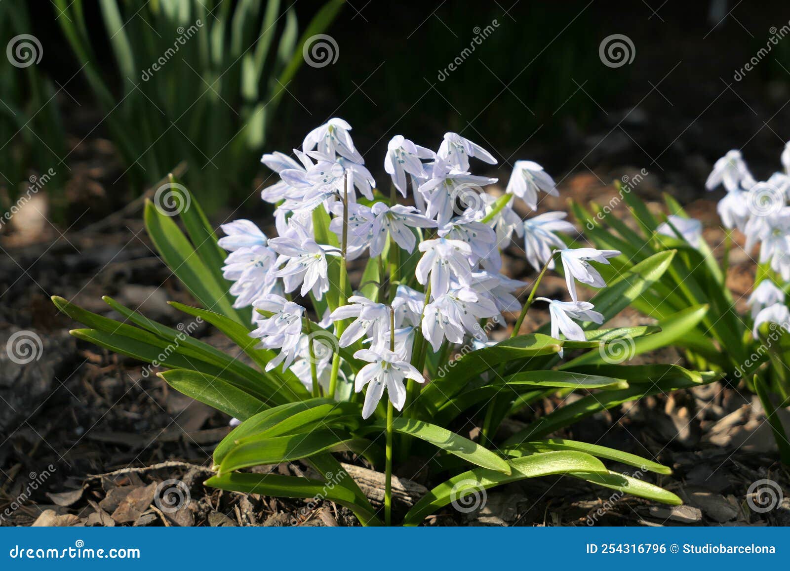 Light Blue Spring Scilla Flowers Stock Photo - Image of background ...
