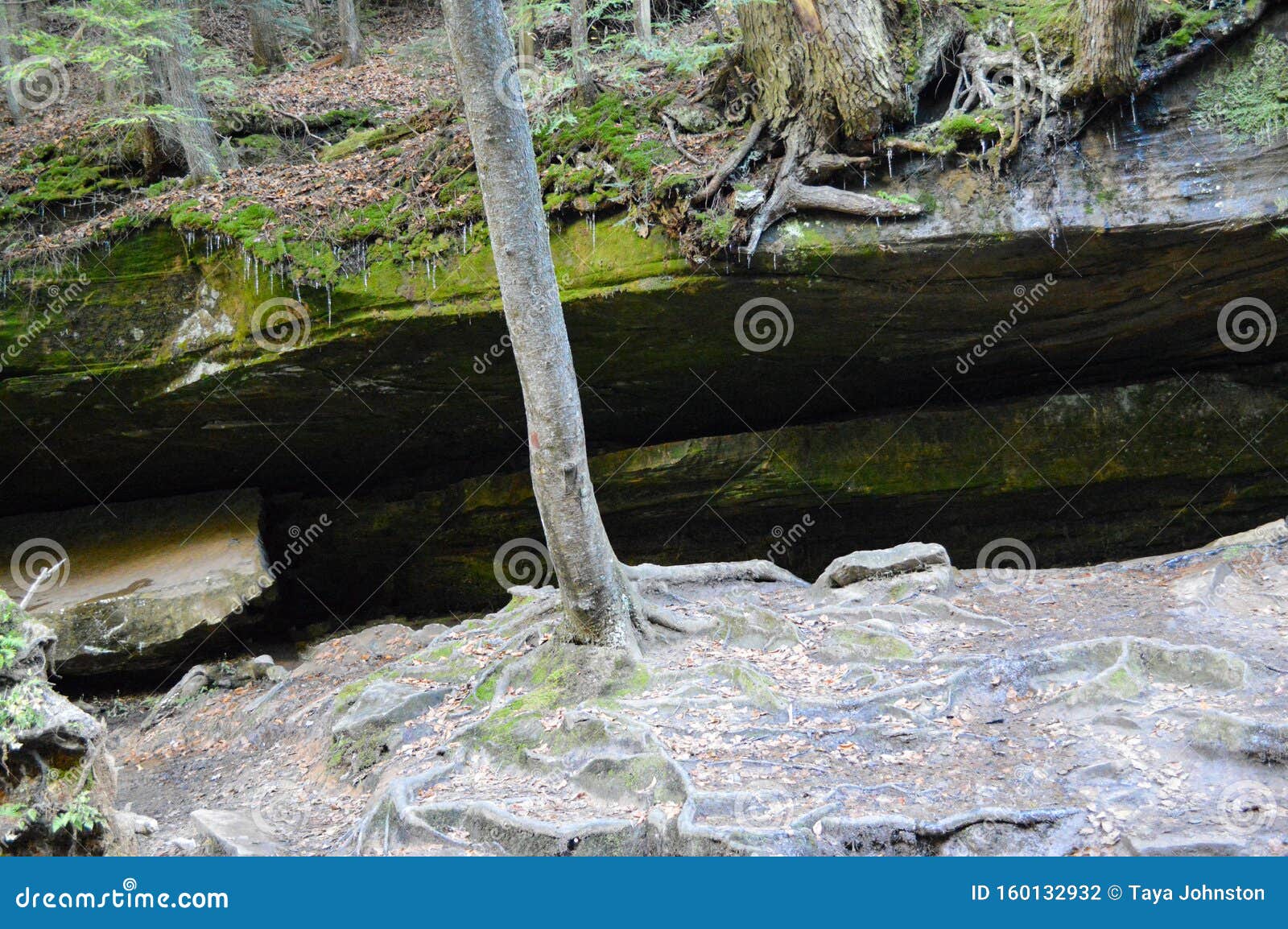 Light Blue Stream of Water Flowing through a Forest Stock Photo - Image ...