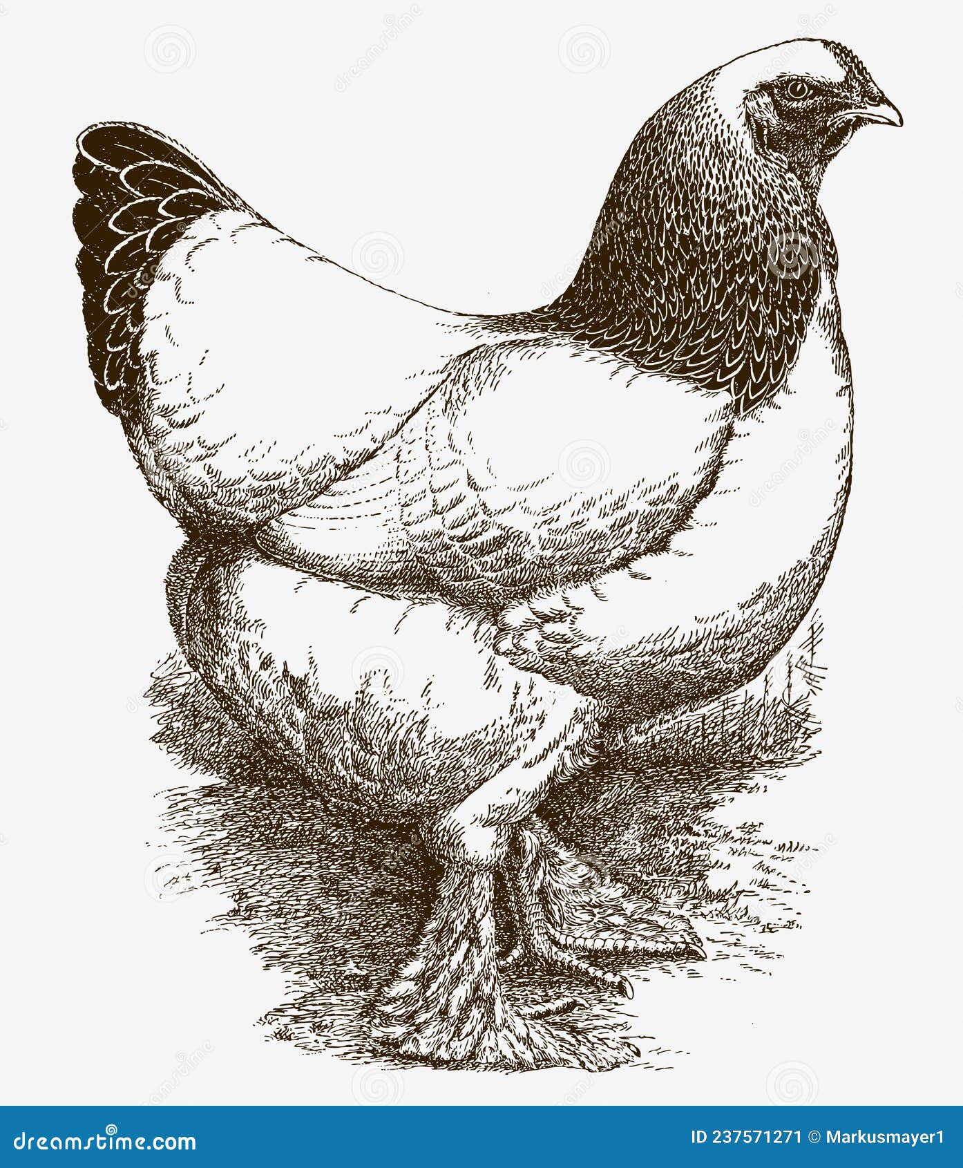 Light Brahma Female in Side View Stock Illustration - Illustration of ...