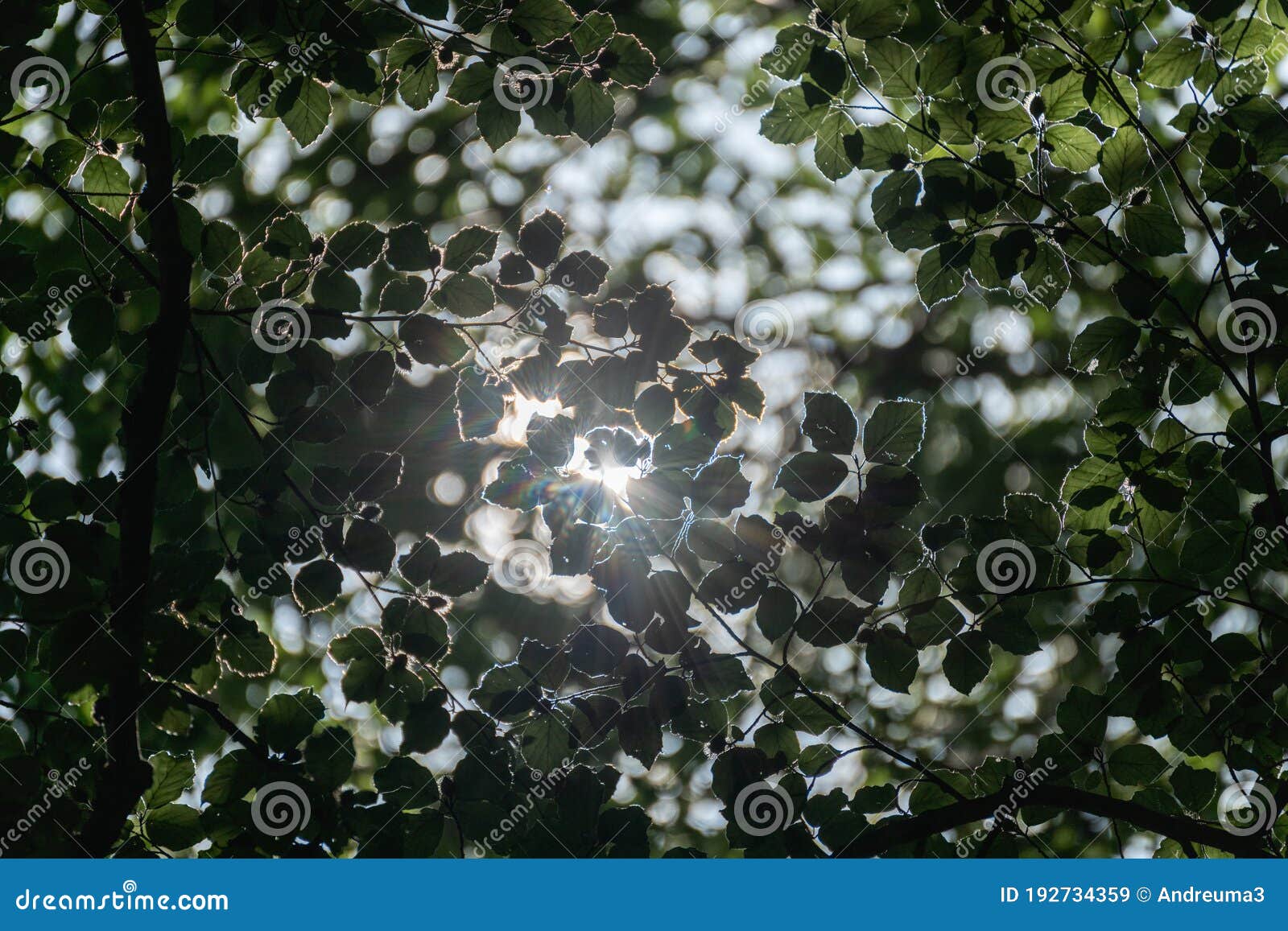 Leaves in the morning stock image. Image of maple, natural - 192734359