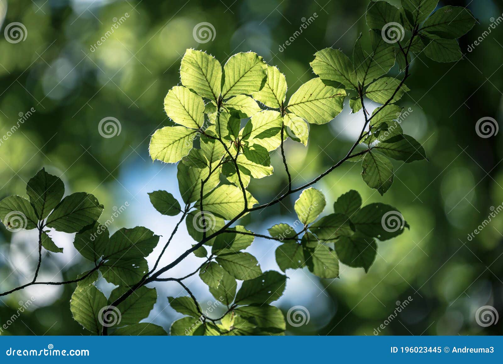 Light Breaking through the Leaves Stock Image - Image of breaking ...
