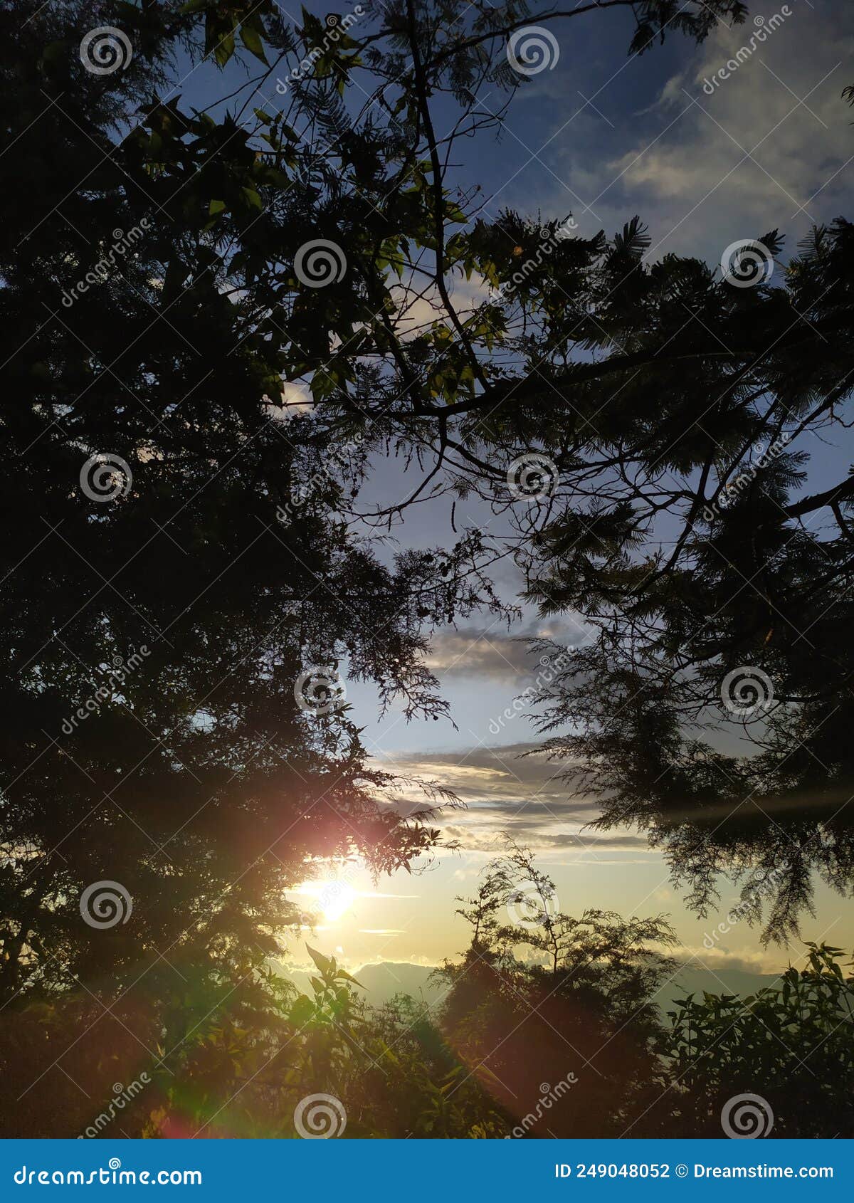 Thick Forestb with Sunbright Stock Photo - Image of plant, flower ...