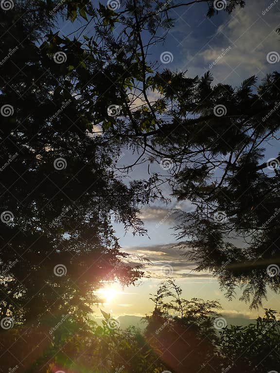 Thick Forestb with Sunbright Stock Photo - Image of plant, flower ...