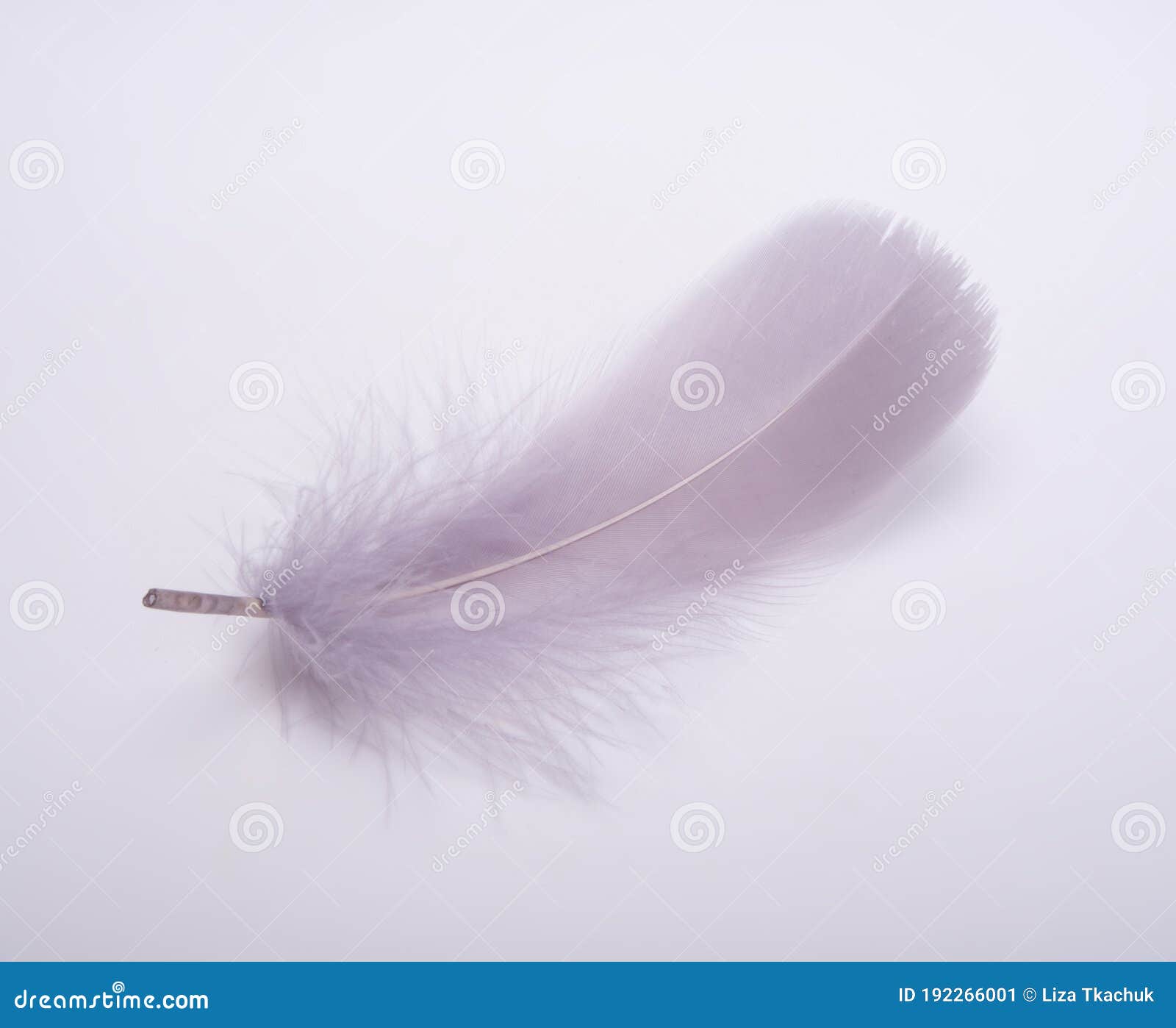 Light or Bright Feather Fluffy on the White Stock Image - Image of ...