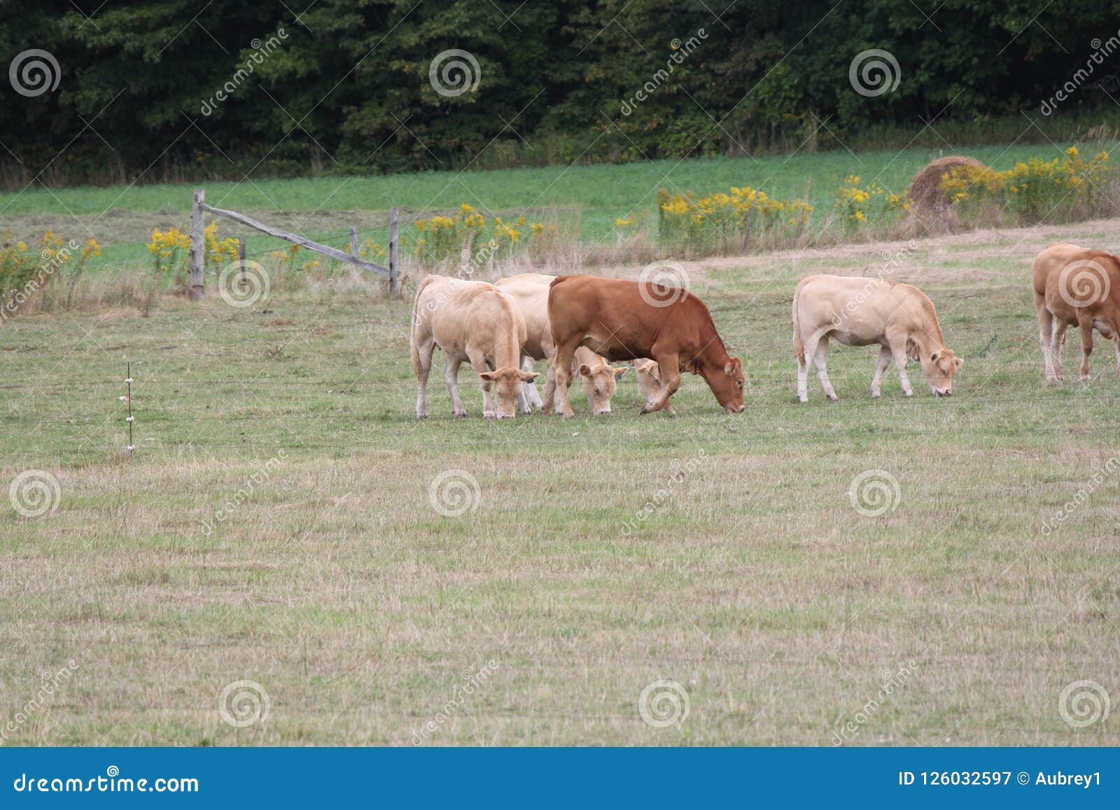 Cows Light Brown in Pasture-Summers End Stock Image - Image of ...