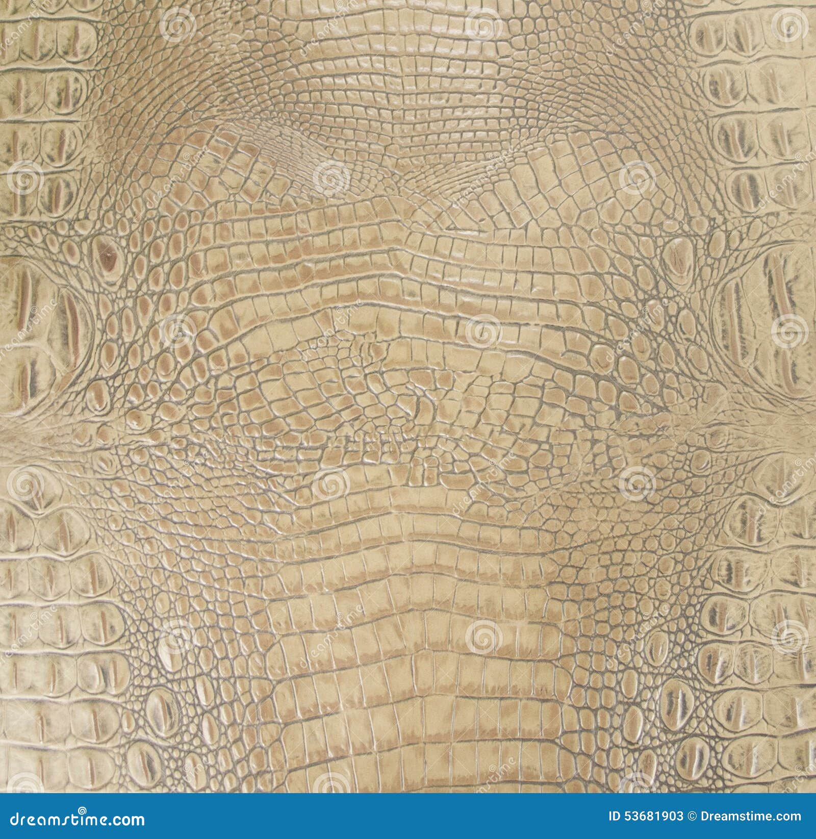 Light Brown Colored Embossed Gator Belly Leather Texture Stock Image ...