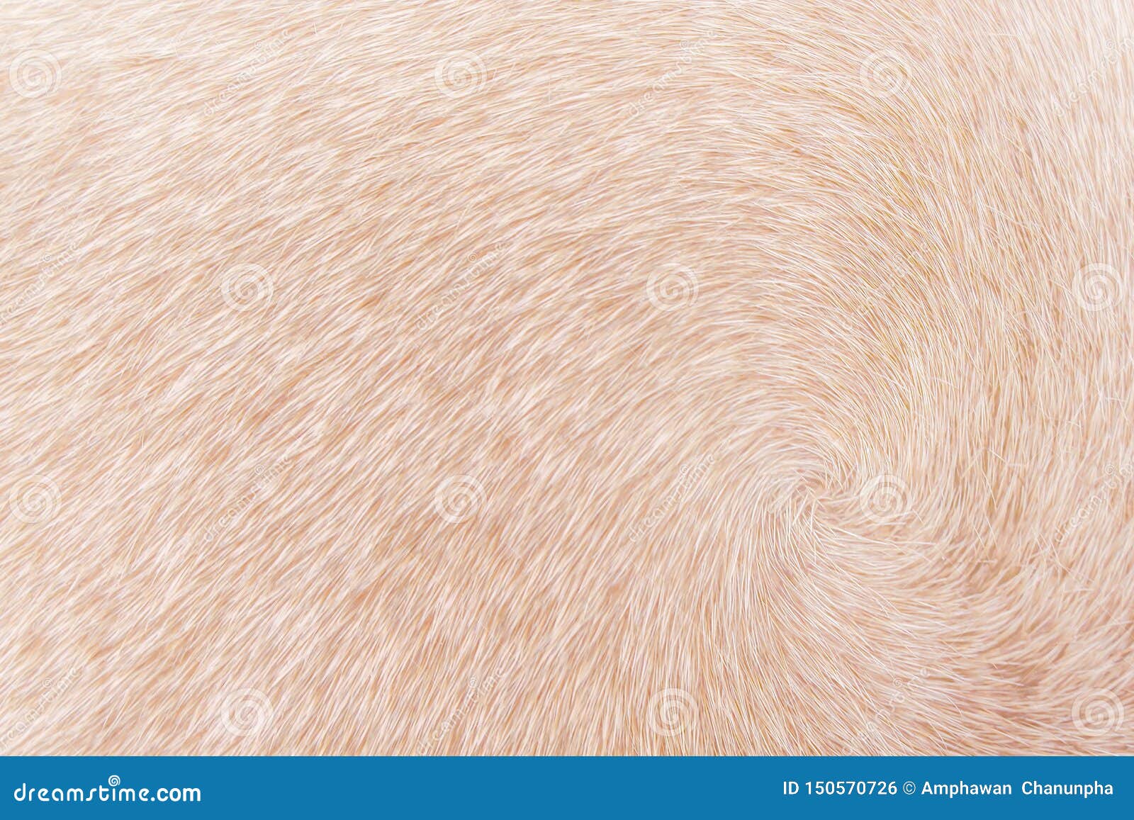 Light Brown Cow Fur Patterns Abstract Texture for Background Stock ...