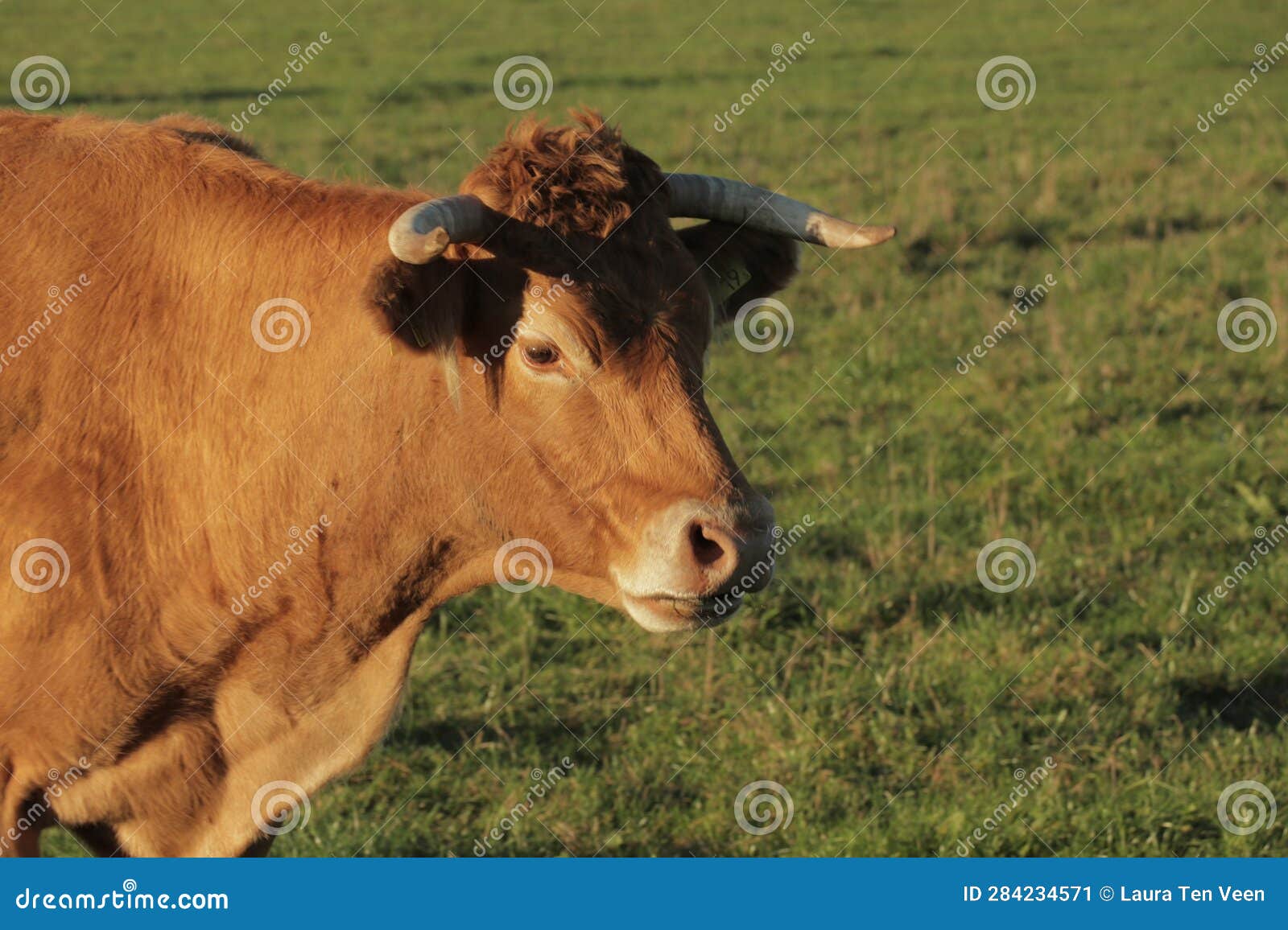 Light brown cow with horns stock image. Image of cows - 284234571