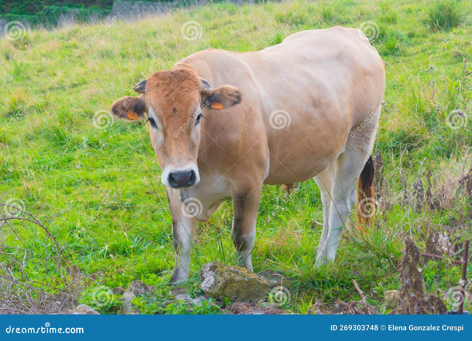 Light Brown Cow at the Pastures. Stock Photo - Image of field ...