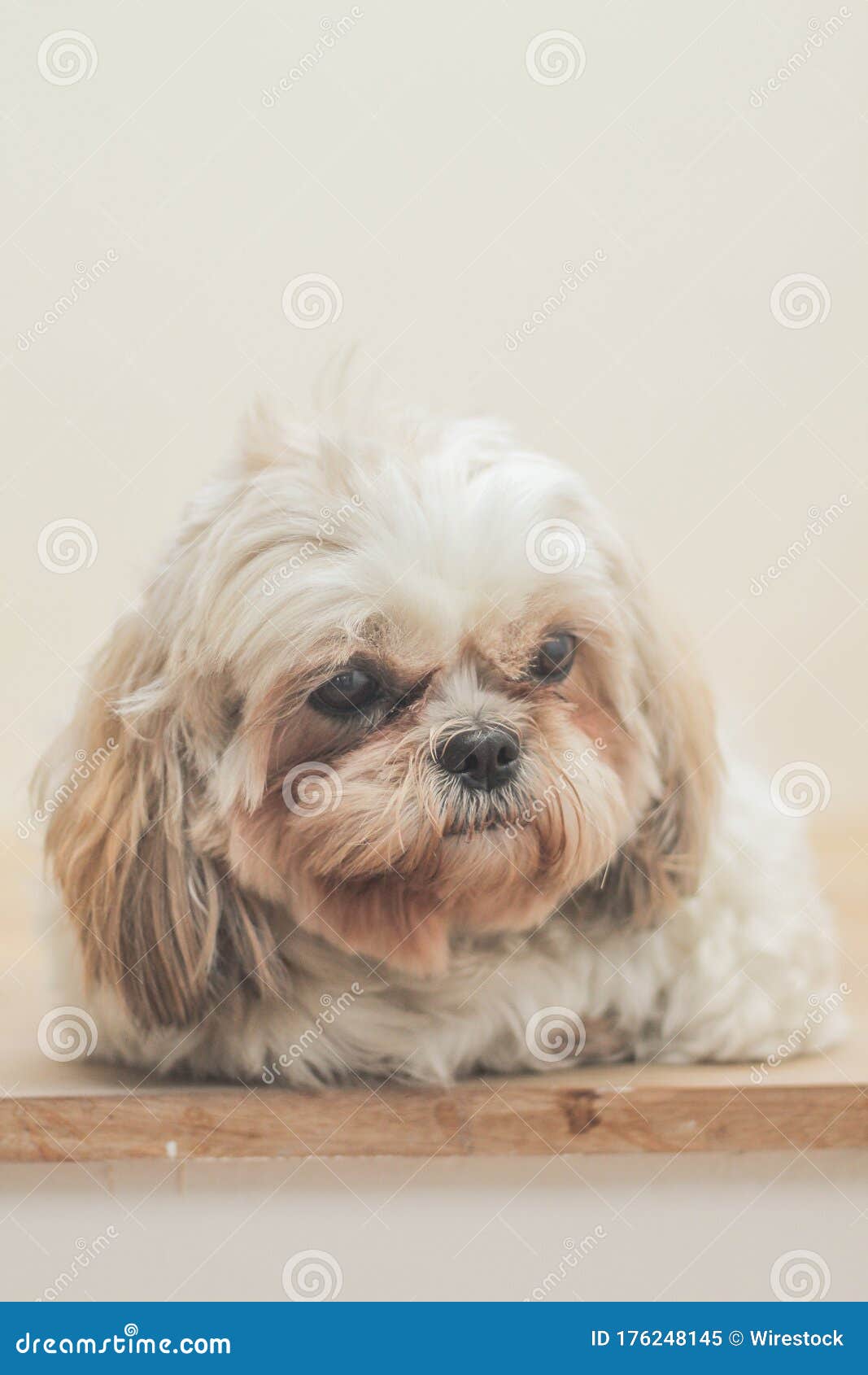 Light Brown Dog of Mal-Shih Breed in Front of a White Wall Stock Image ...