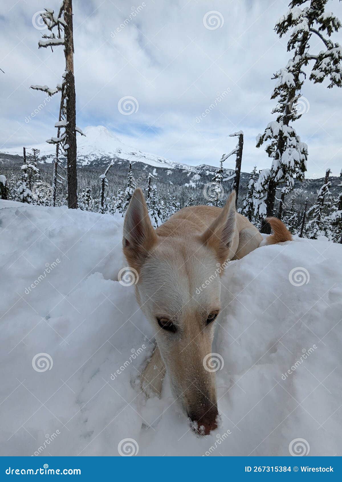 Light Brown Dog Playing in the Snow Stock Photo - Image of vertical ...