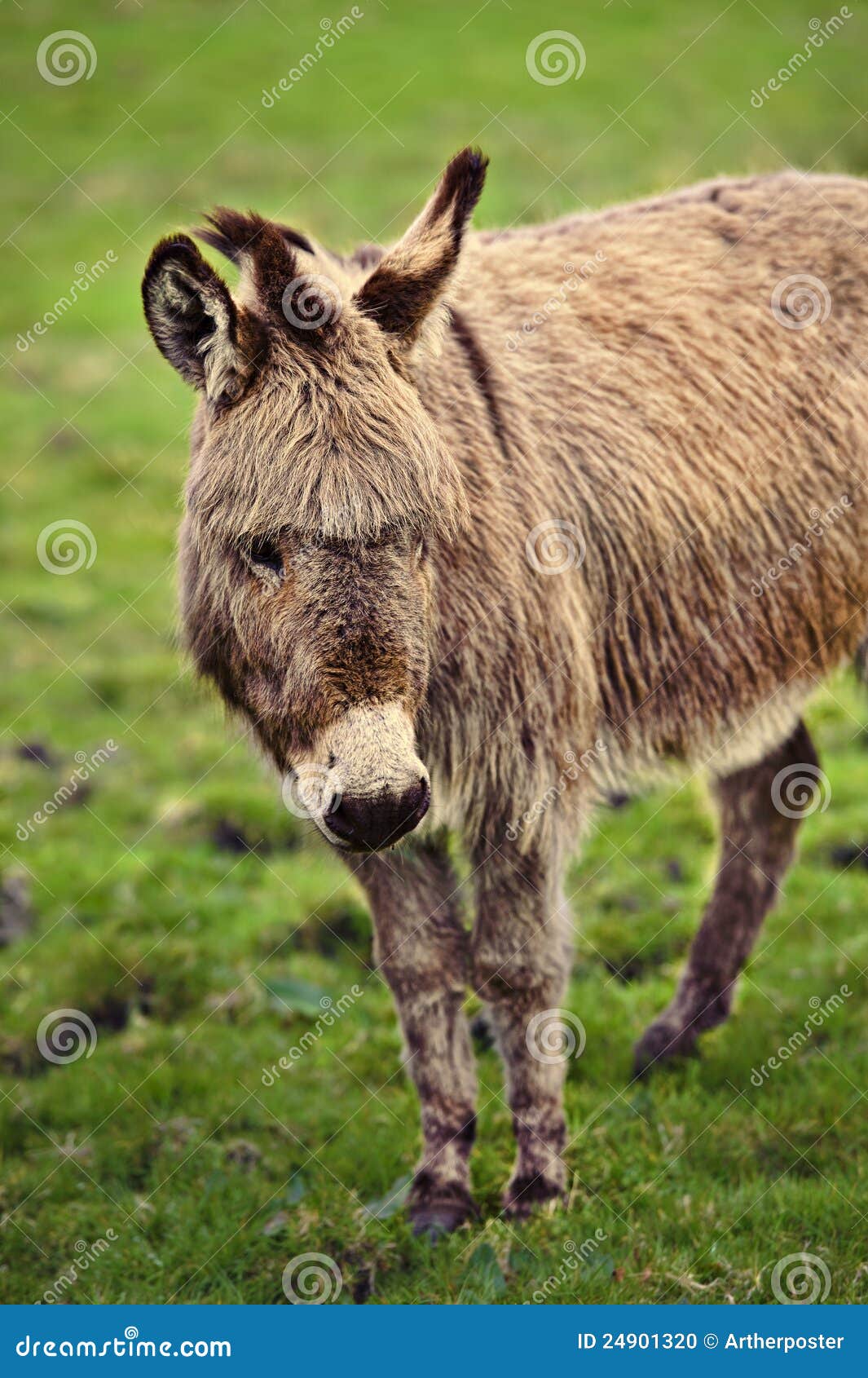 Light Brown Donkey in Meadow Looking Stock Photo - Image of mammal ...