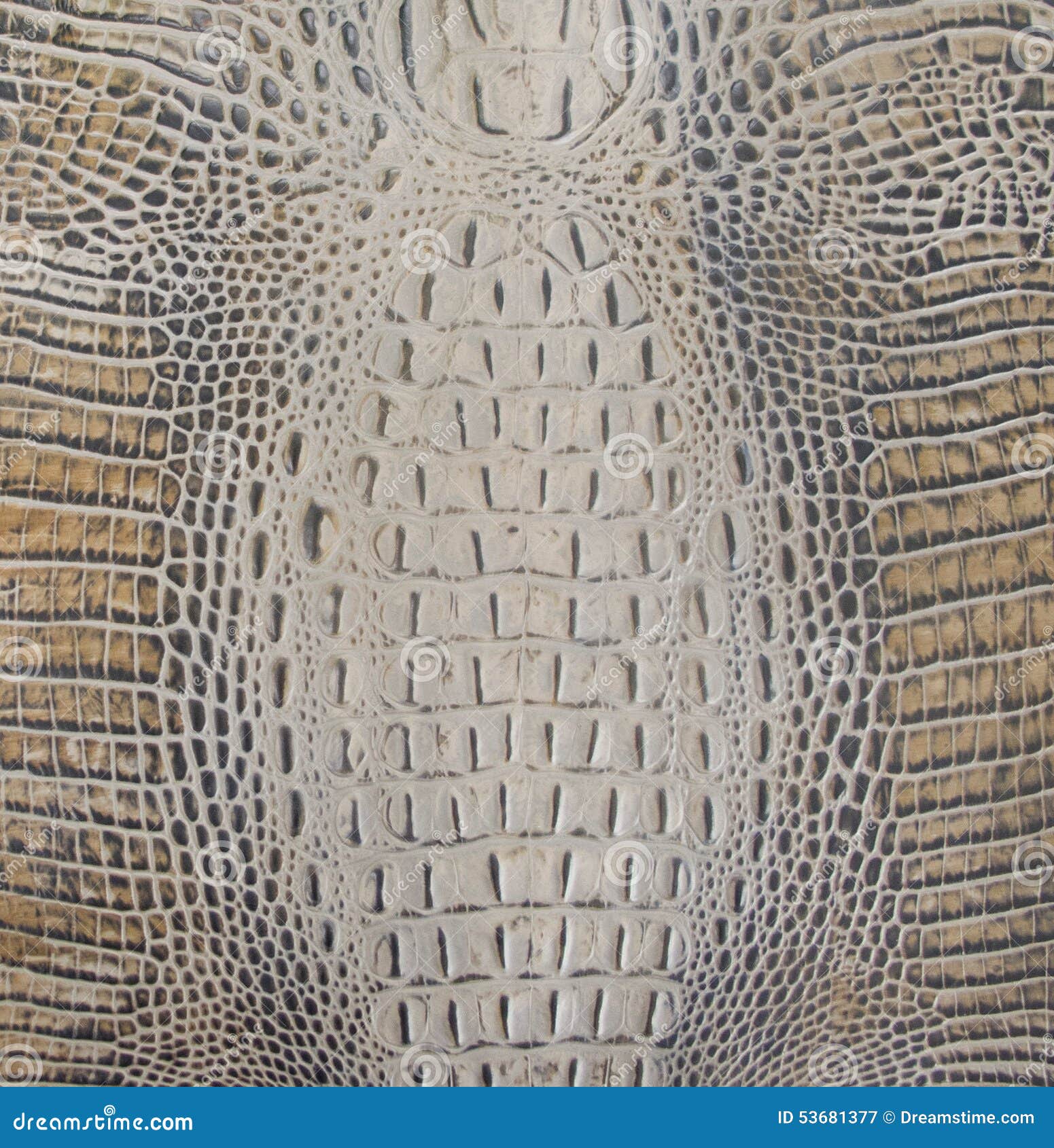 Light Brown Gator Belly Texture Stock Image - Image of perfect, brown ...