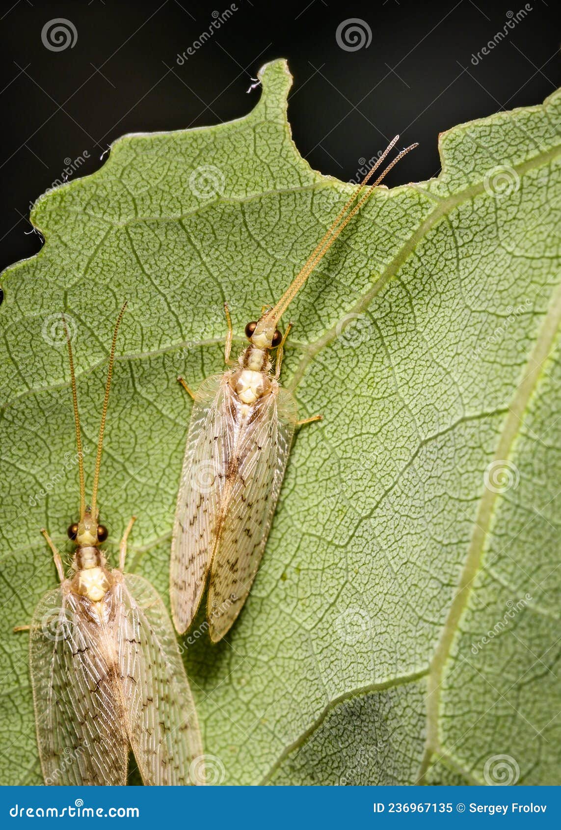 A Light Brown Insect with Long Antennas and Large Wings on a Tree Leaf ...
