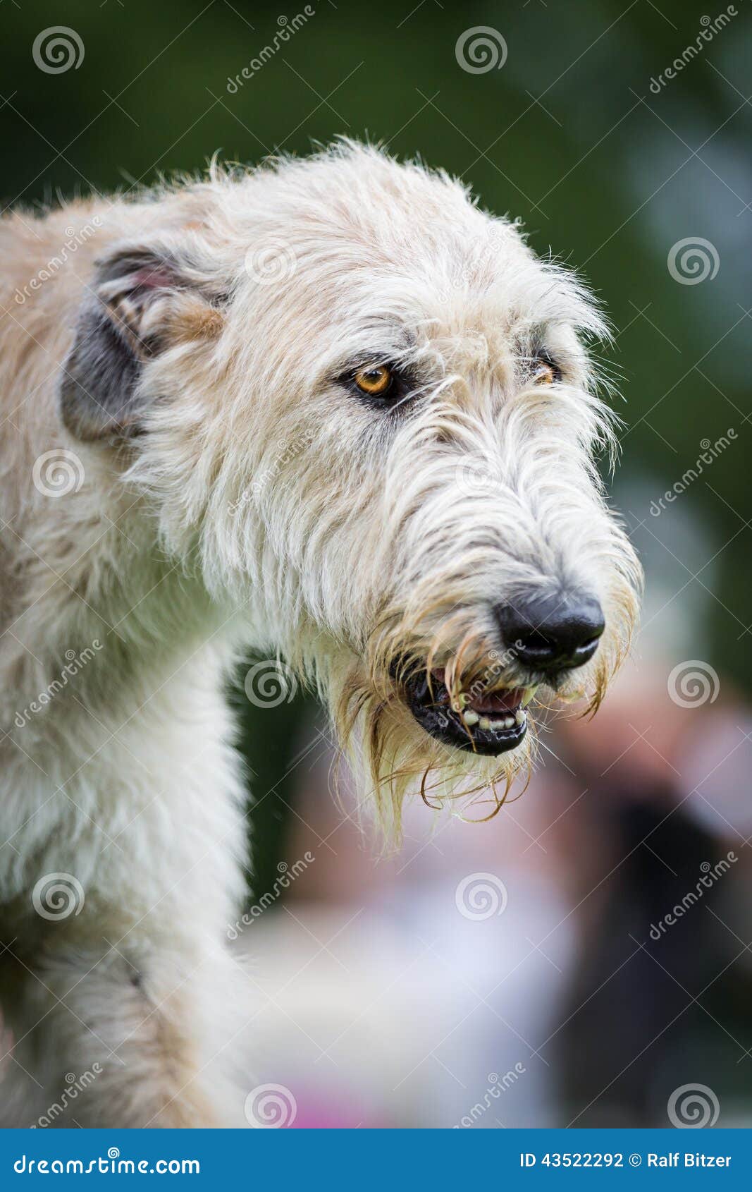 Irish Wolfhound Extra Large Dog Breeds
