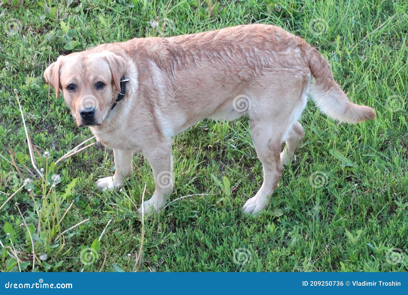 Labrador light brown color stock photo. Image of bathing - 209250736