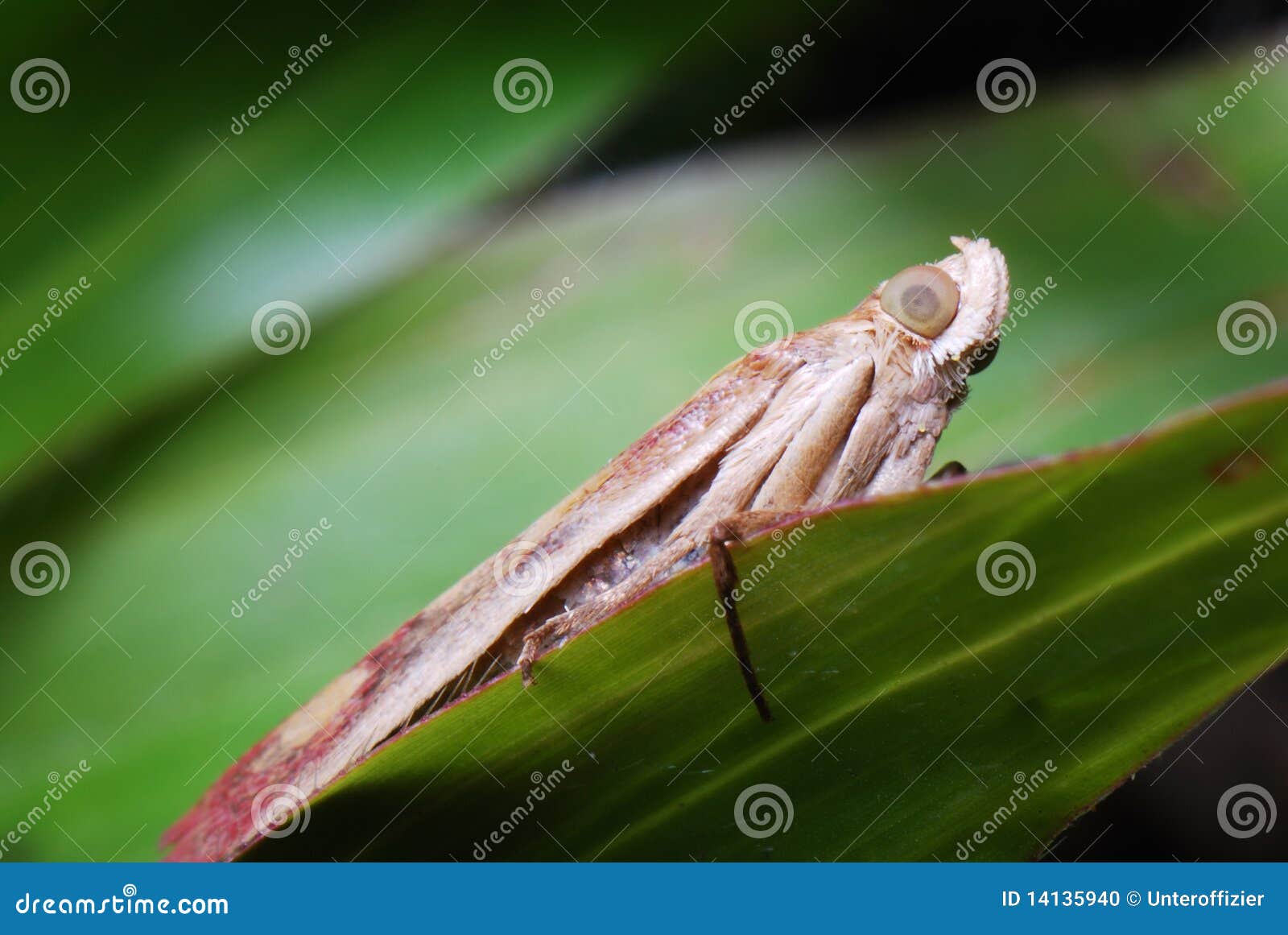 Light Brown Leaf Hopper stock photo. Image of flies, pasture - 14135940