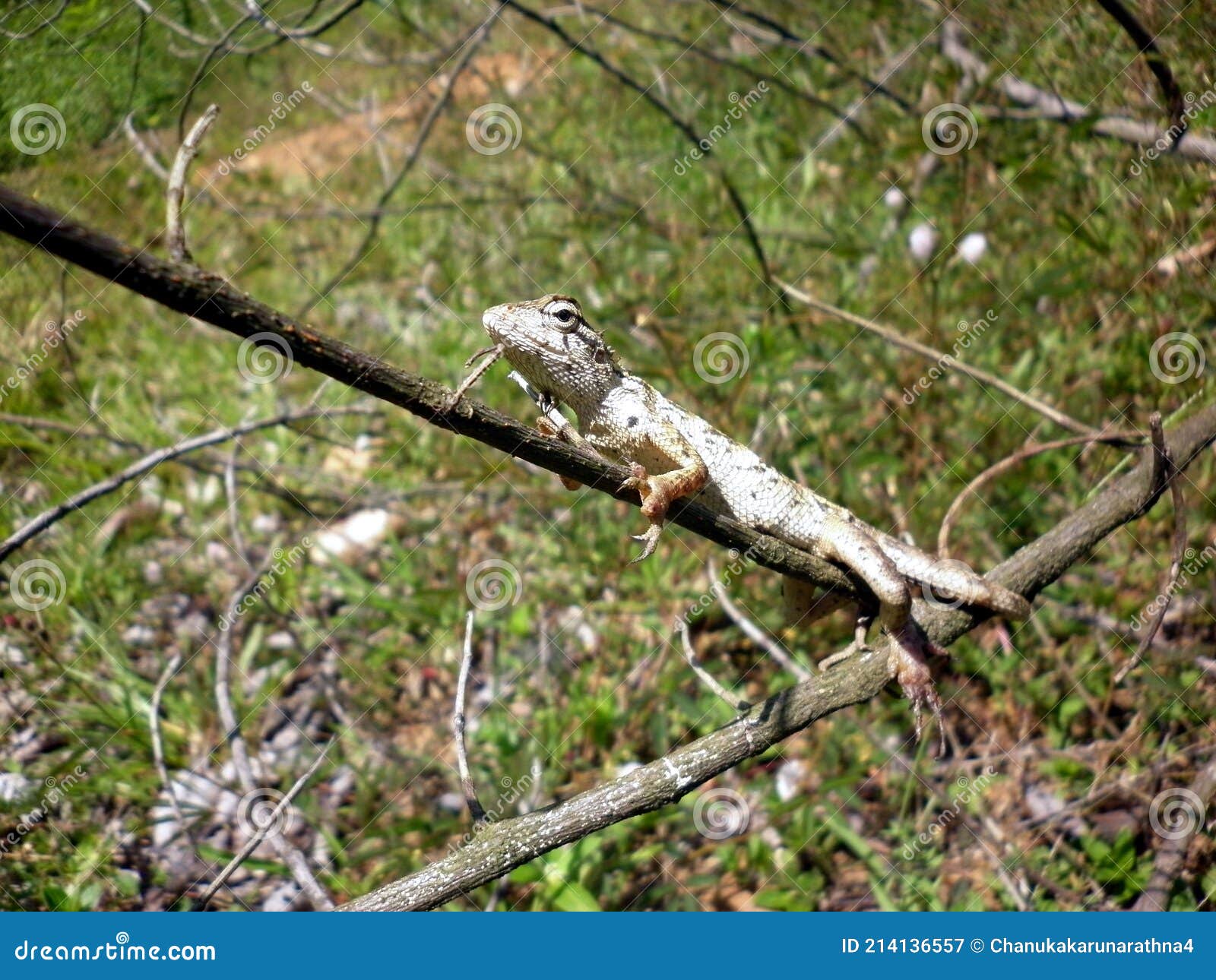 A Light Brown Lizard Lying on a Dry Stick Stock Image - Image of full ...