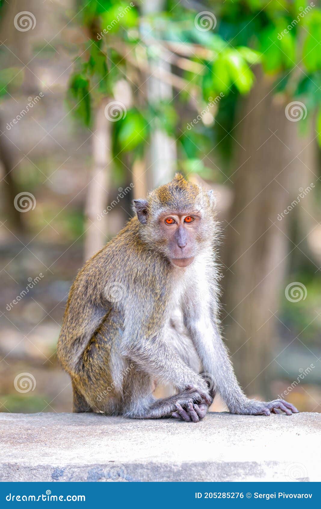 Light Brown Macaque with Bright Orange Eyes Sits on a Blurred ...