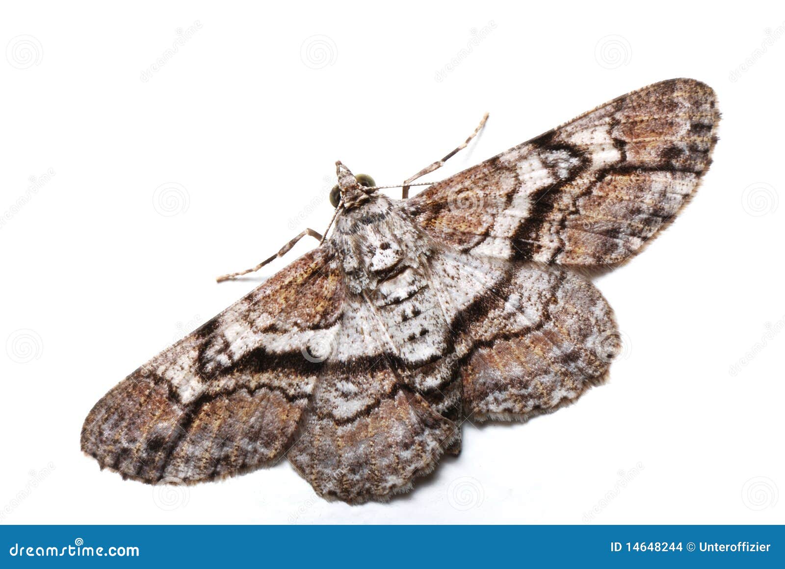 Light Brown Moth stock photo. Image of feelers, micro - 14648244