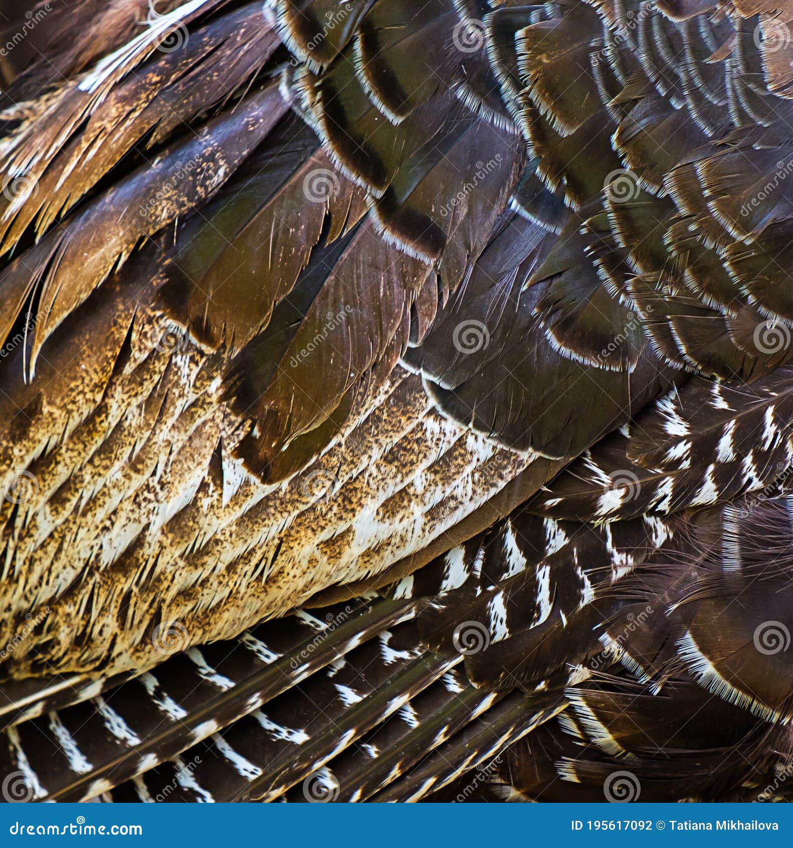Light Brown Mottled Turkey Feathers in Soft Style for Background Stock ...
