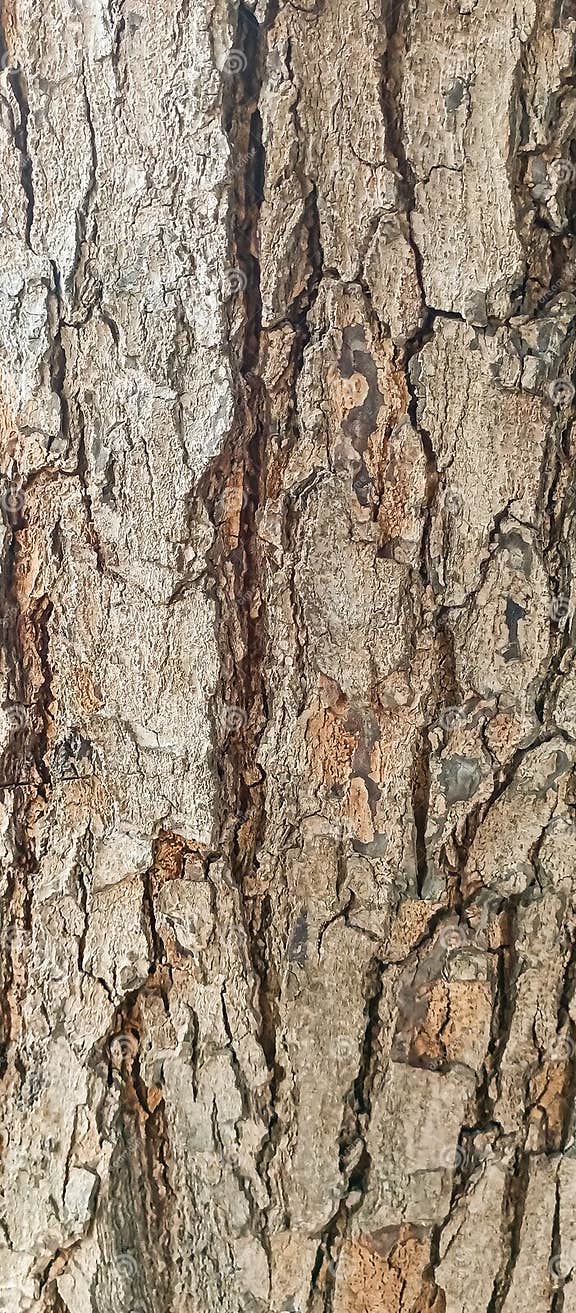 Light Brown Old Tree Bark Texture Stock Image - Image of nature, grain ...