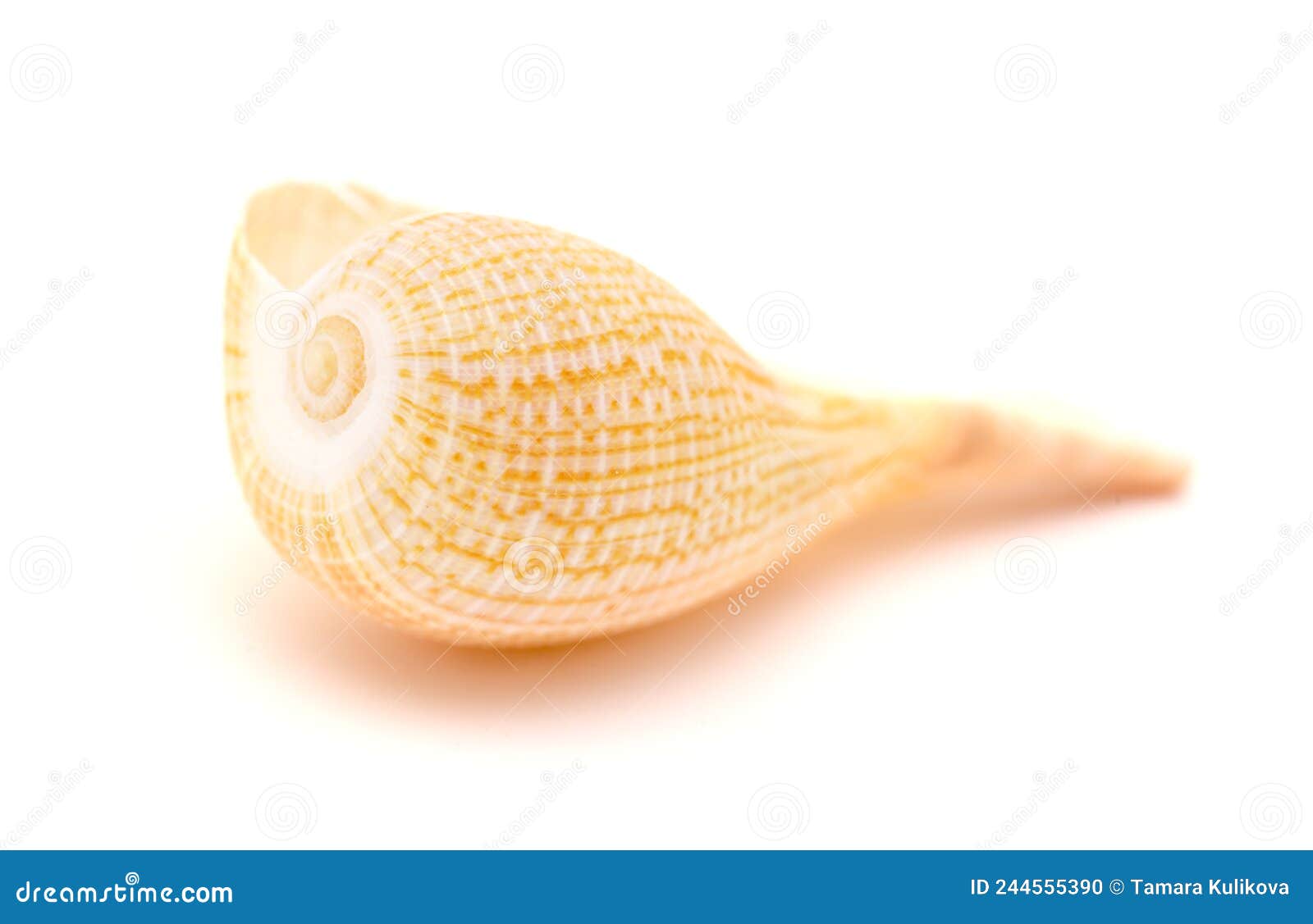 Light Brown and Orange Fig Shell Isolated Stock Photo - Image of ...