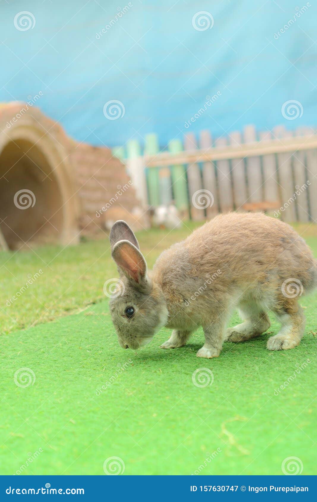 Rabbit Standing and Smelling on the Grass Stock Image - Image of hungry ...