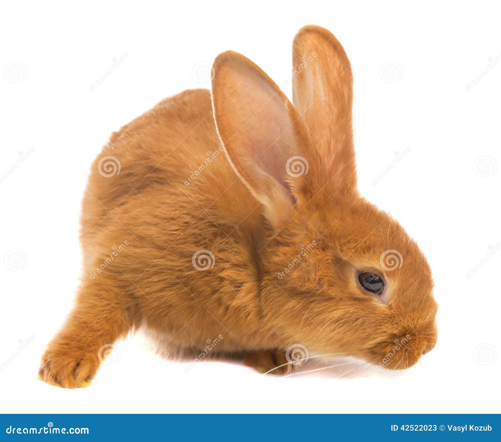Light brown rabbit stock image. Image of purebred, furry - 42522023
