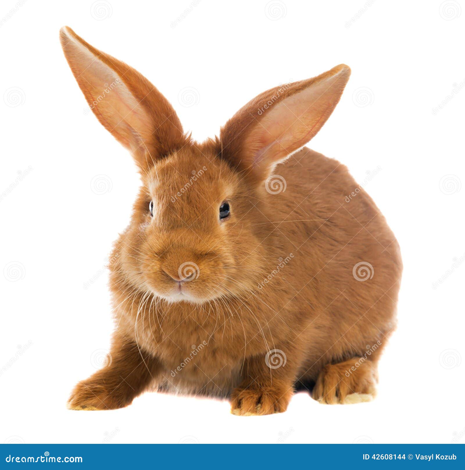 Light brown rabbit stock photo. Image of single, little - 42608144