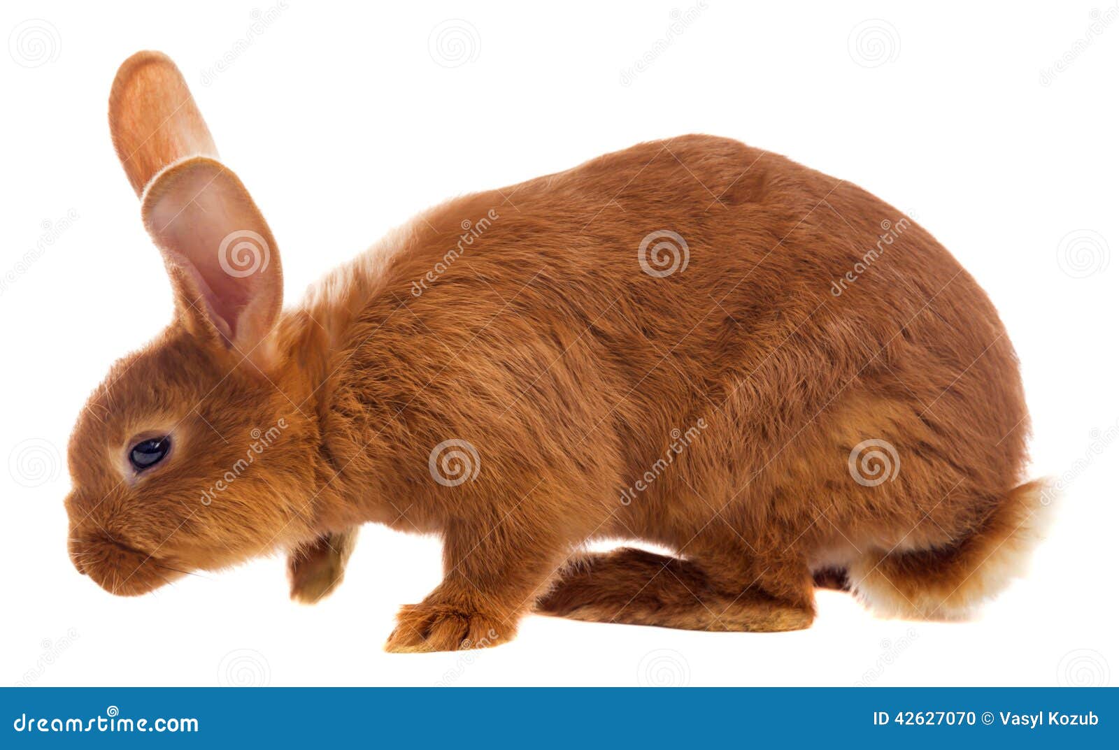 Light brown rabbit stock photo. Image of breed, cute - 42627070