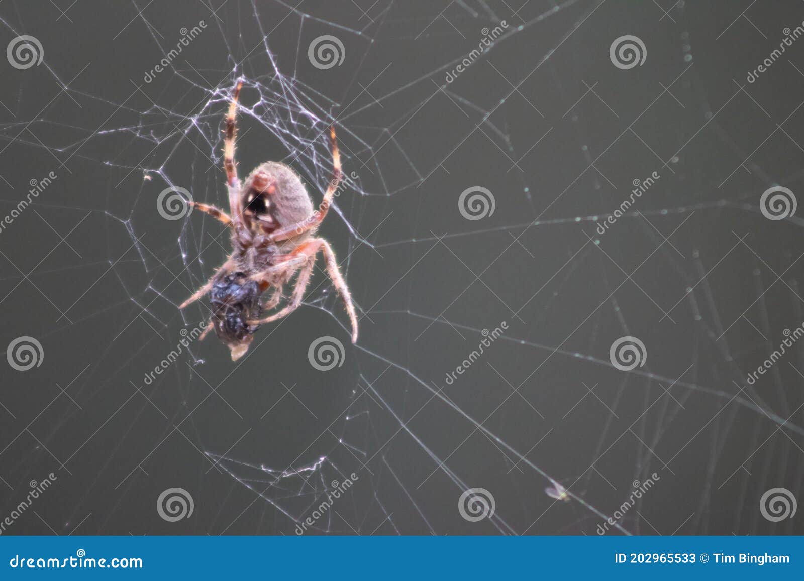 Collecting Spider With Pins. Collection Of Insects. Rare Collection Of ...