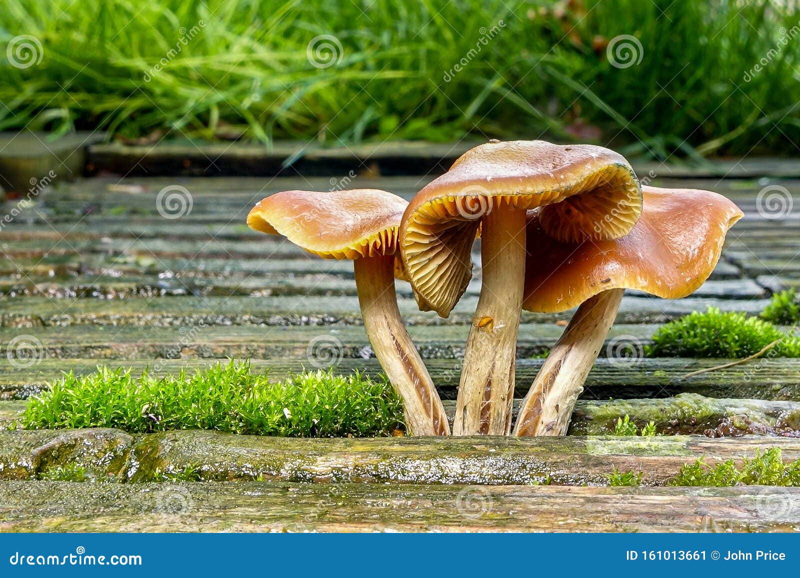 Light Brown Toadstools Growing Out of Decking Stock Image - Image of ...