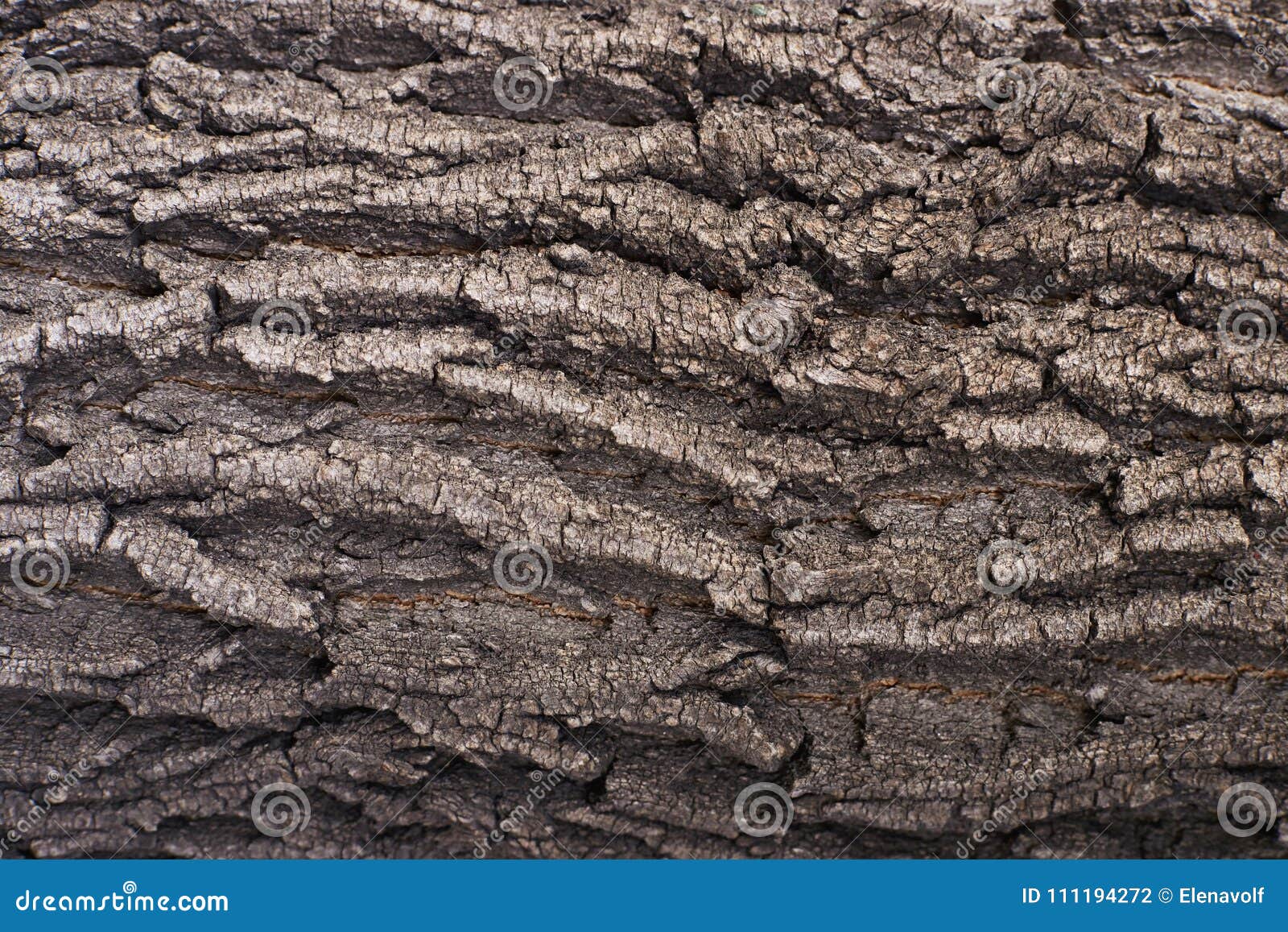 Light Brown Tree Bark. Rough Natural Texture Stock Photo - Image of ...