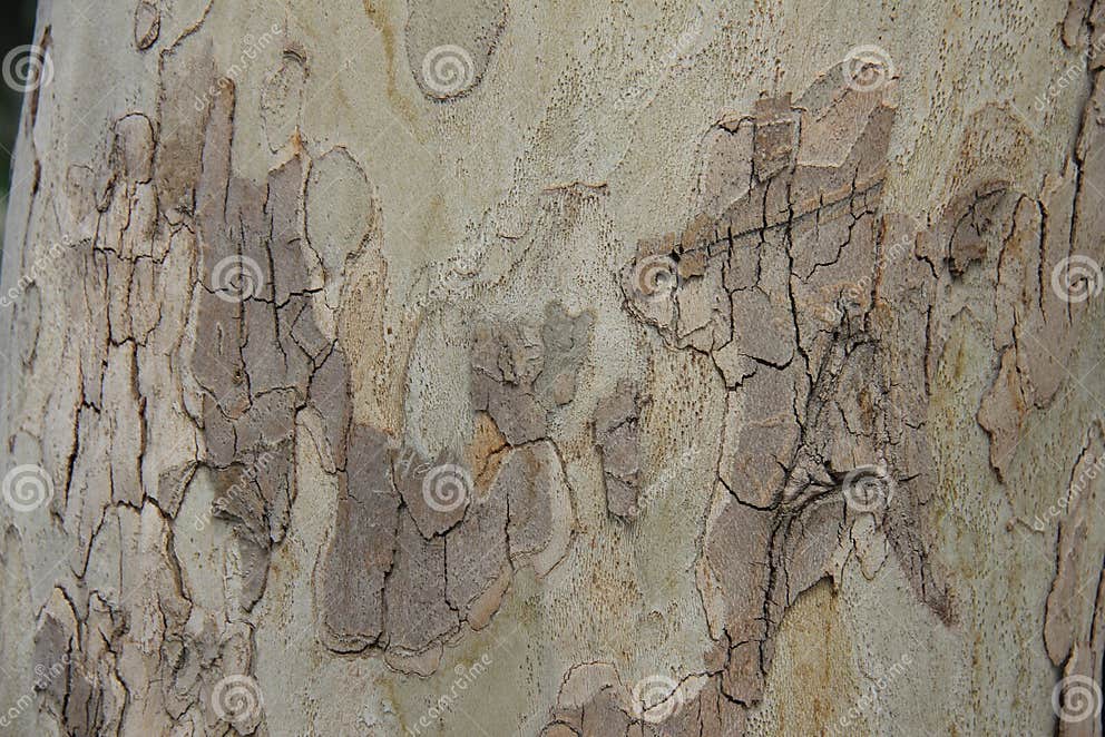 Light Brown Tree Texture Background Stock Image - Image of backdrop ...
