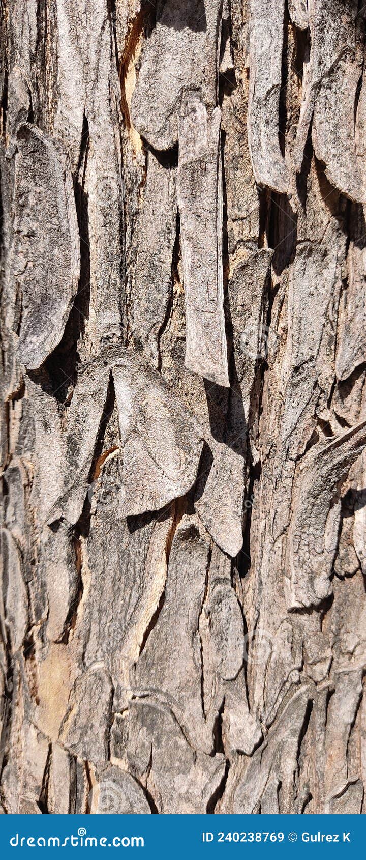 Natural Tree Texture Pattern, Real Tree Bark Stock Image - Image of ...