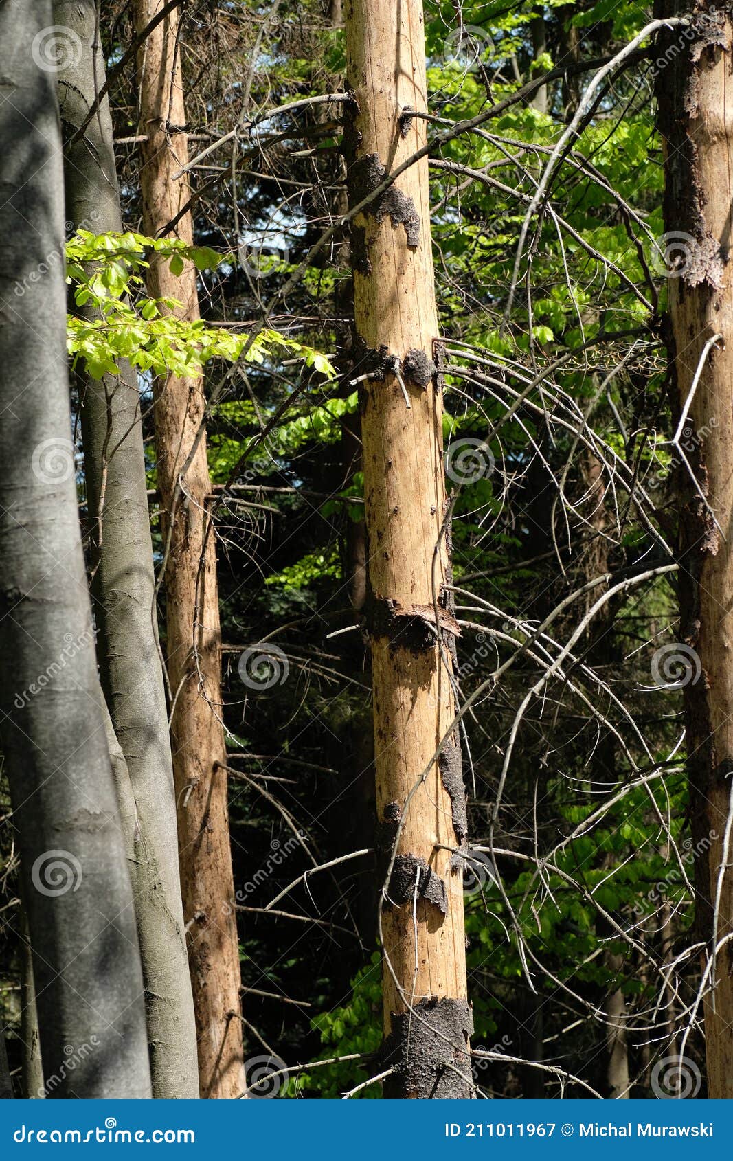 Light Brown Tree of Withering Pine on a Background of Green Leaves ...
