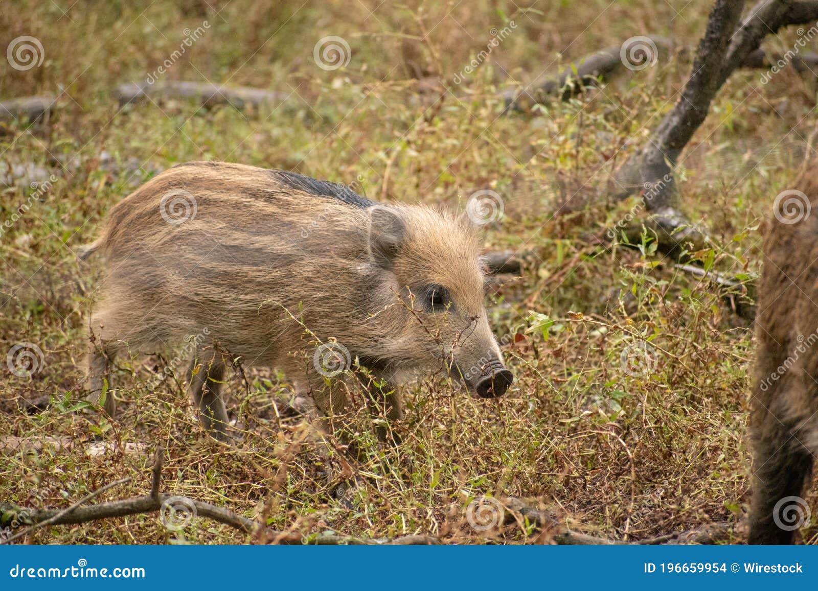 Light Brown Wild Boar Piglet Standing in a Forest Stock Photo - Image ...