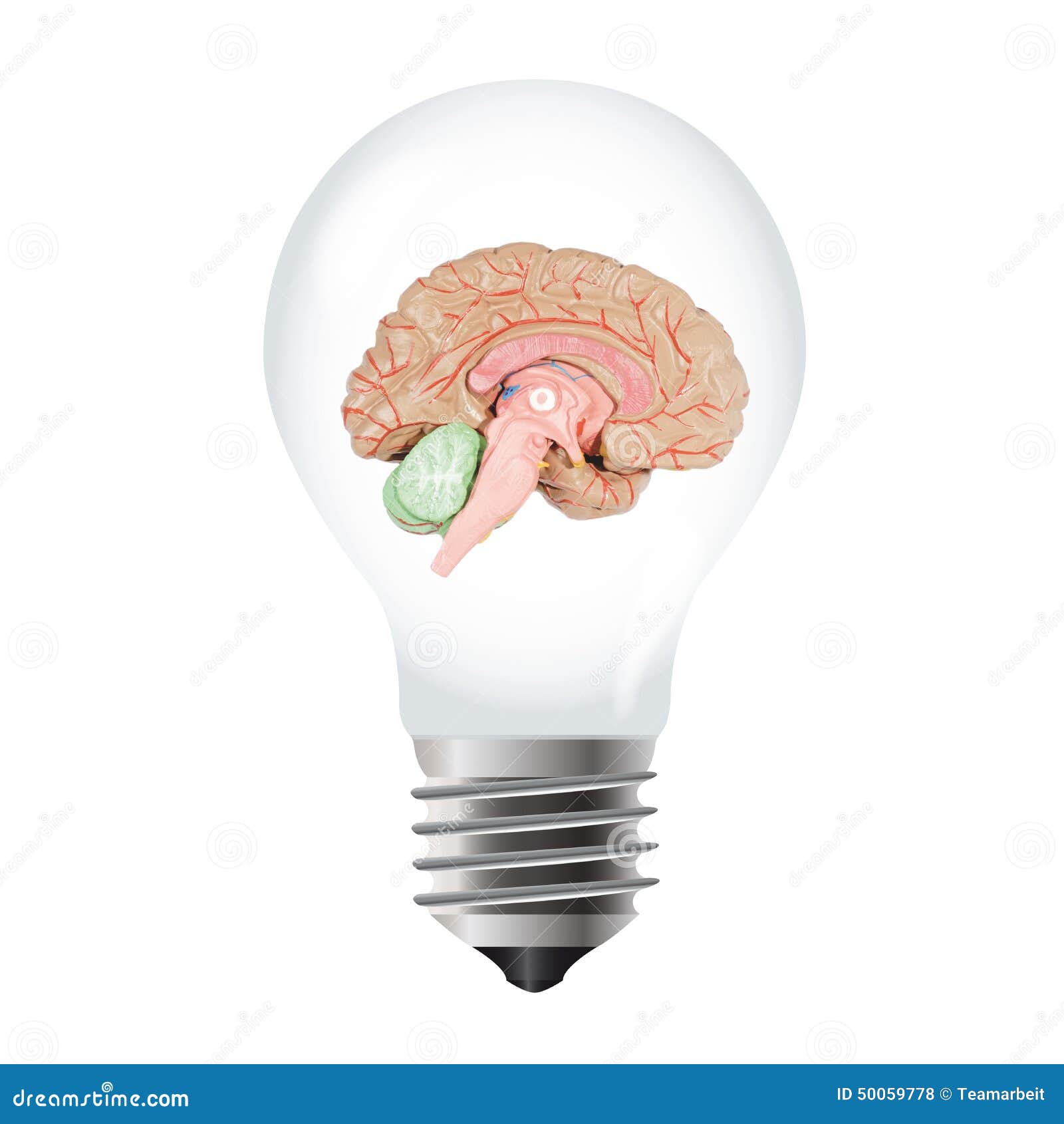 Light bulb with brain stock illustration. Illustration of bulb - 50059778