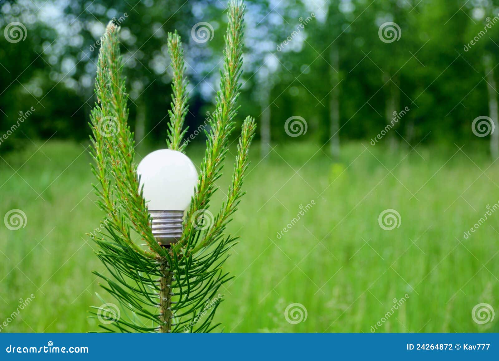 Light Bulb on a Branch of Pine Stock Photo - Image of electricity, idea ...