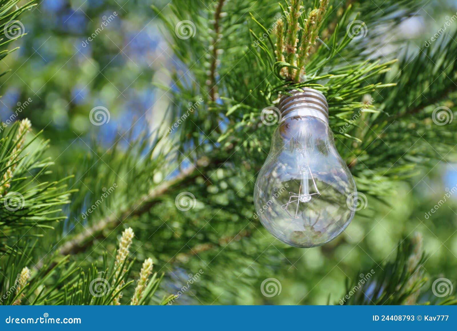 Light Bulb on a Branch of Pine Stock Image - Image of recycle ...