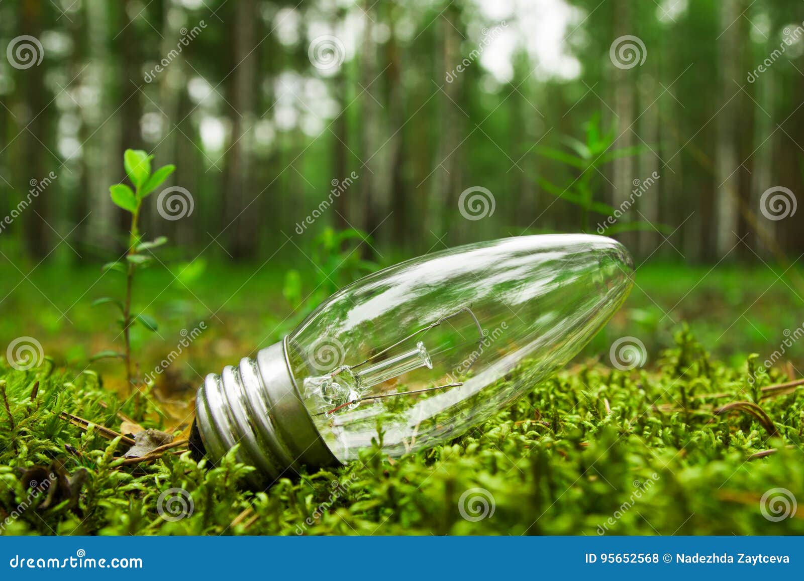 A Light Bulb in a Forest on the Grass. Stock Photo - Image of electric ...