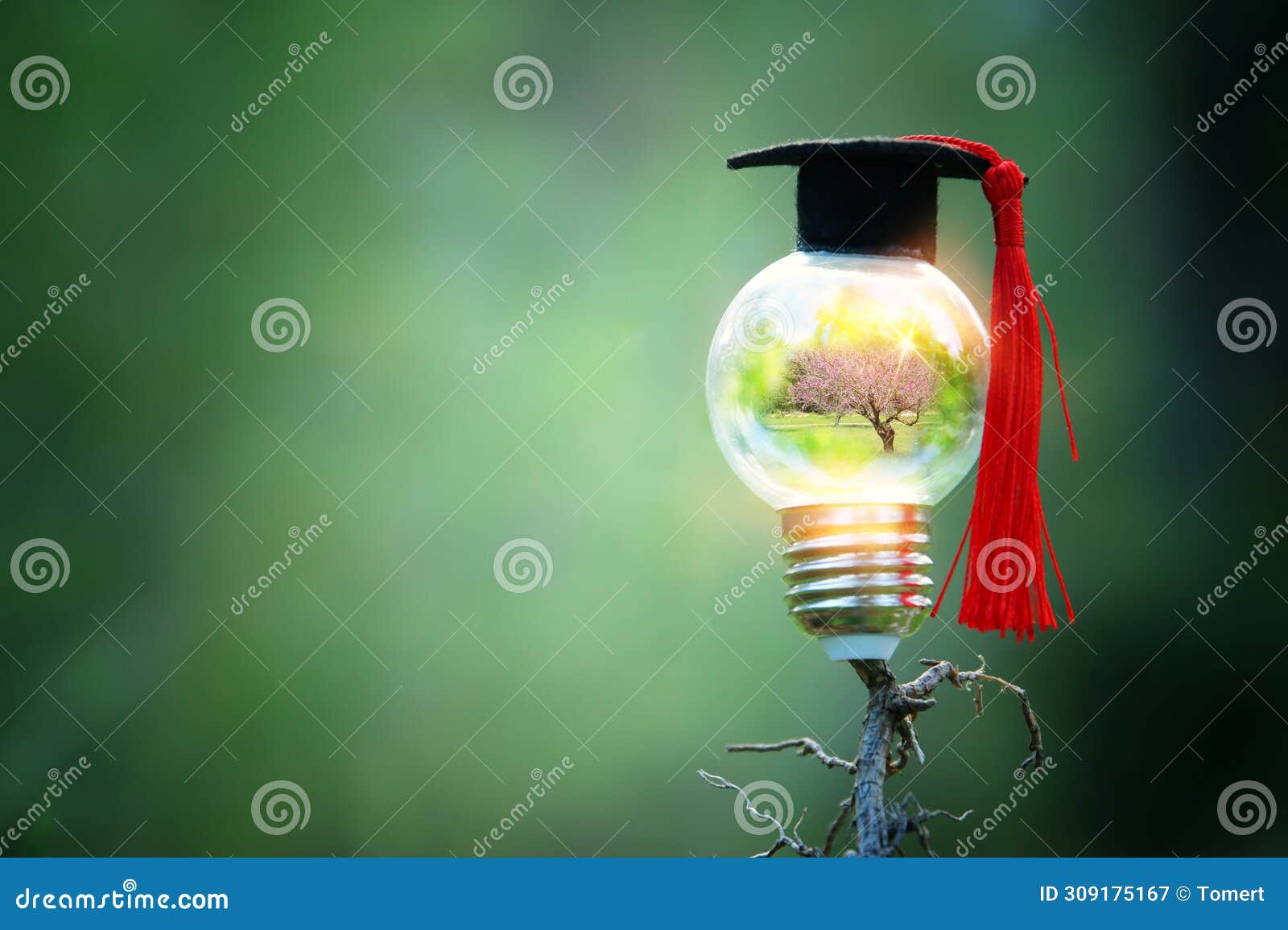 Light Bulb and Graduation Cap Nature. Idea of Education, Technology ...