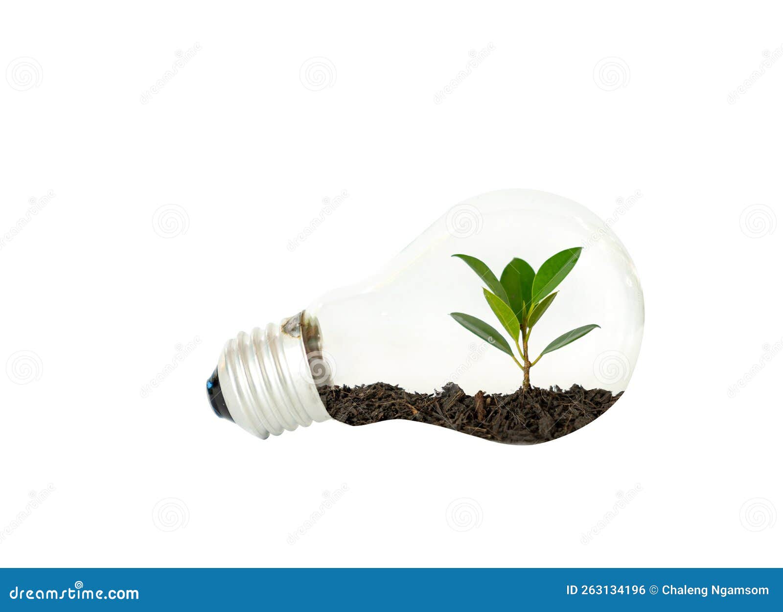 Light Bulb with Growing Tree Stock Photo - Image of sustainable, idea ...