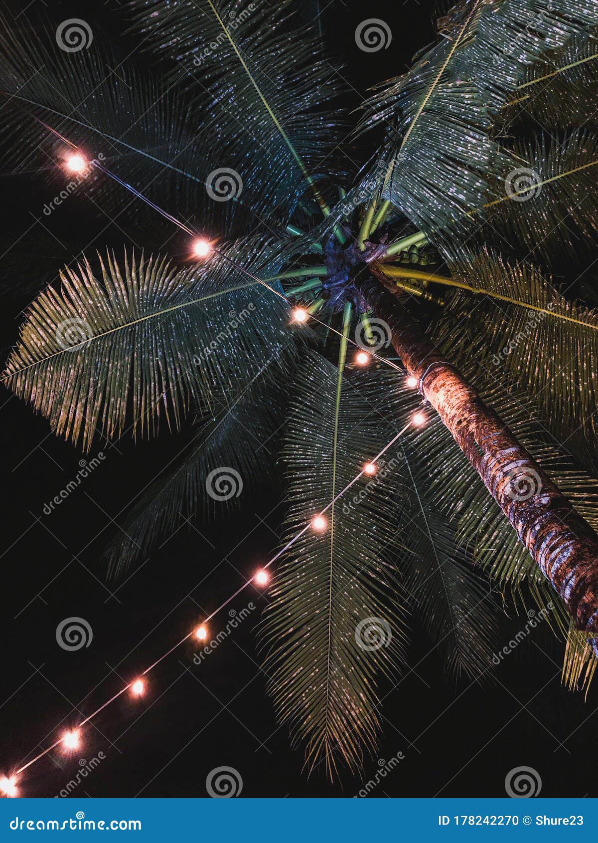 Light Bulb Installed on a Coconut Palm Tree. Tropical Back Yard ...