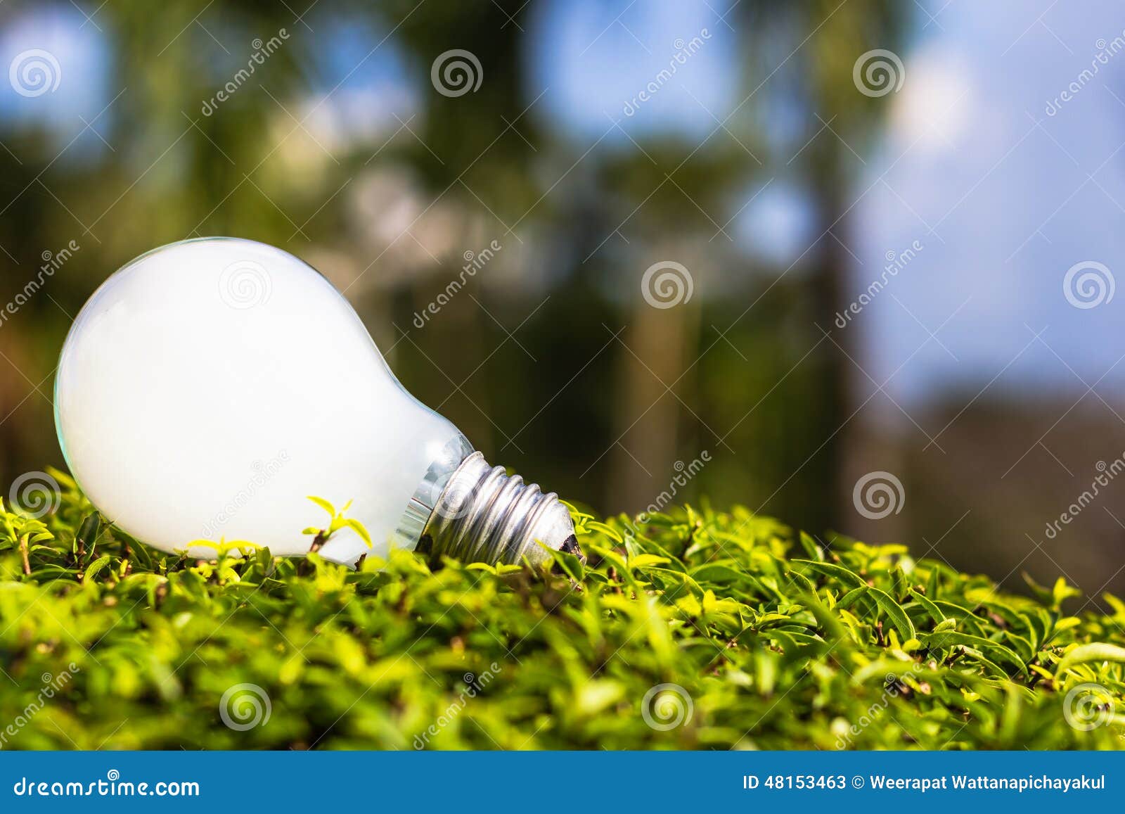 Light bulb on plant stock image. Image of garden, closeup - 48153463