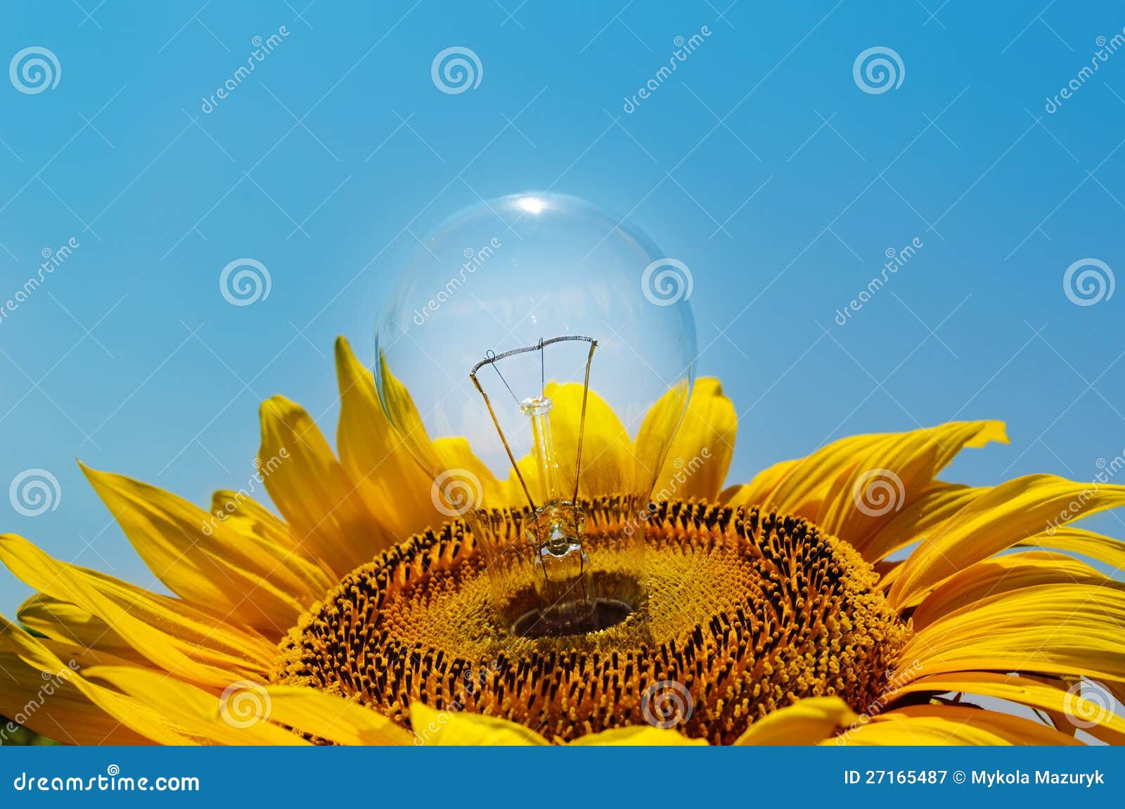 Light bulb in sunflower stock image. Image of power, flower - 27165487